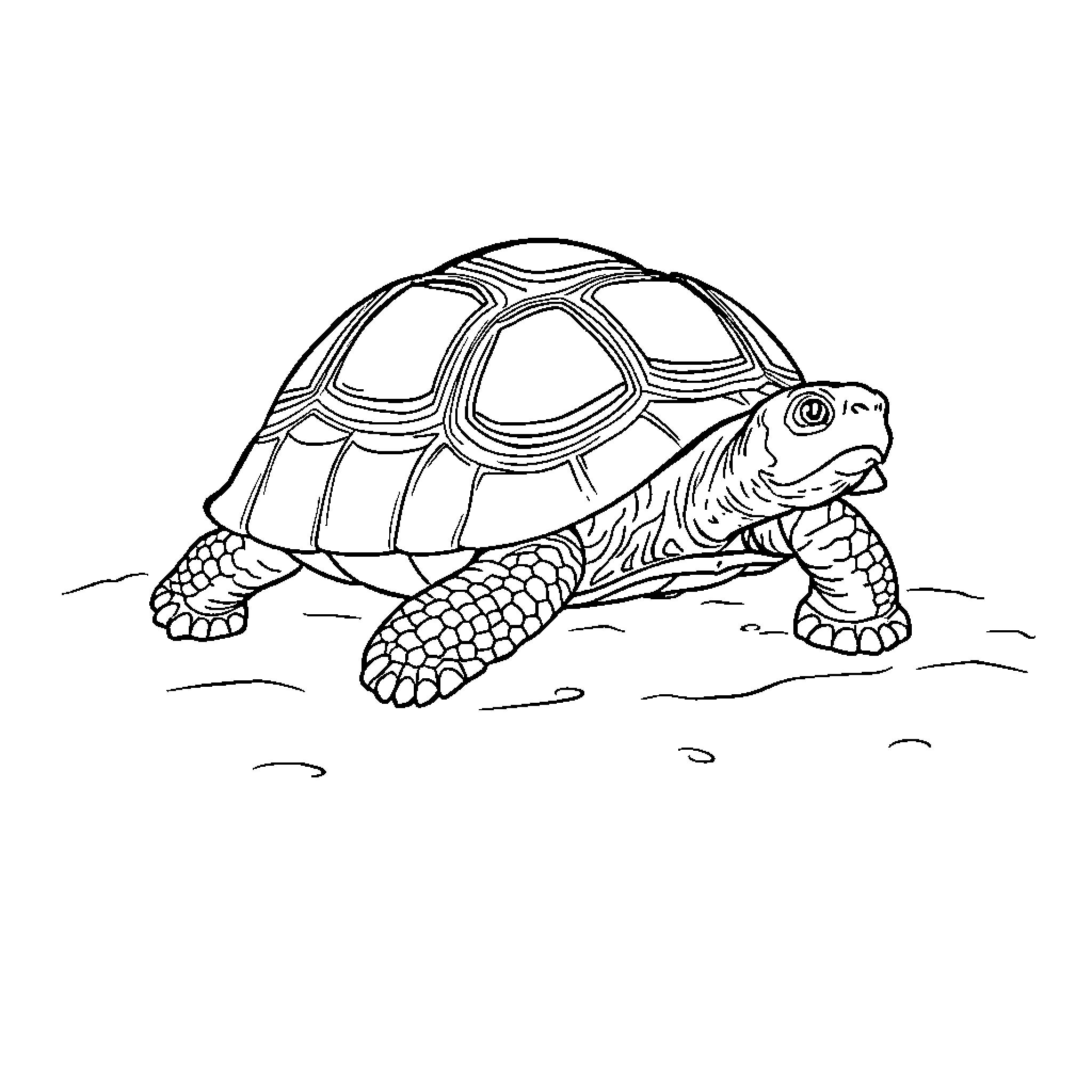 Best Tortoise Coloring Pages (Free Printable PDF)