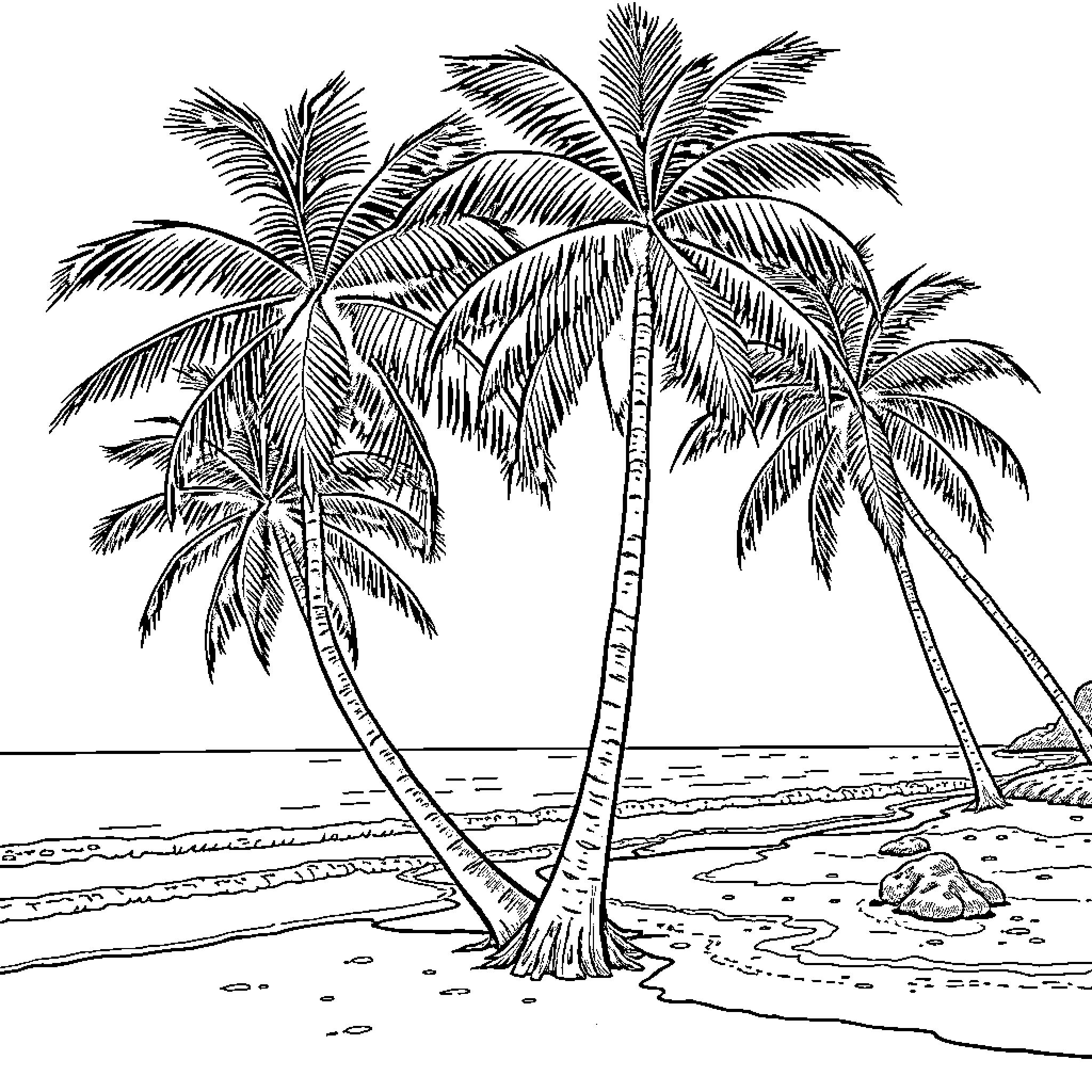 Best Palm Tree Coloring Pages (Free Printable PDF)