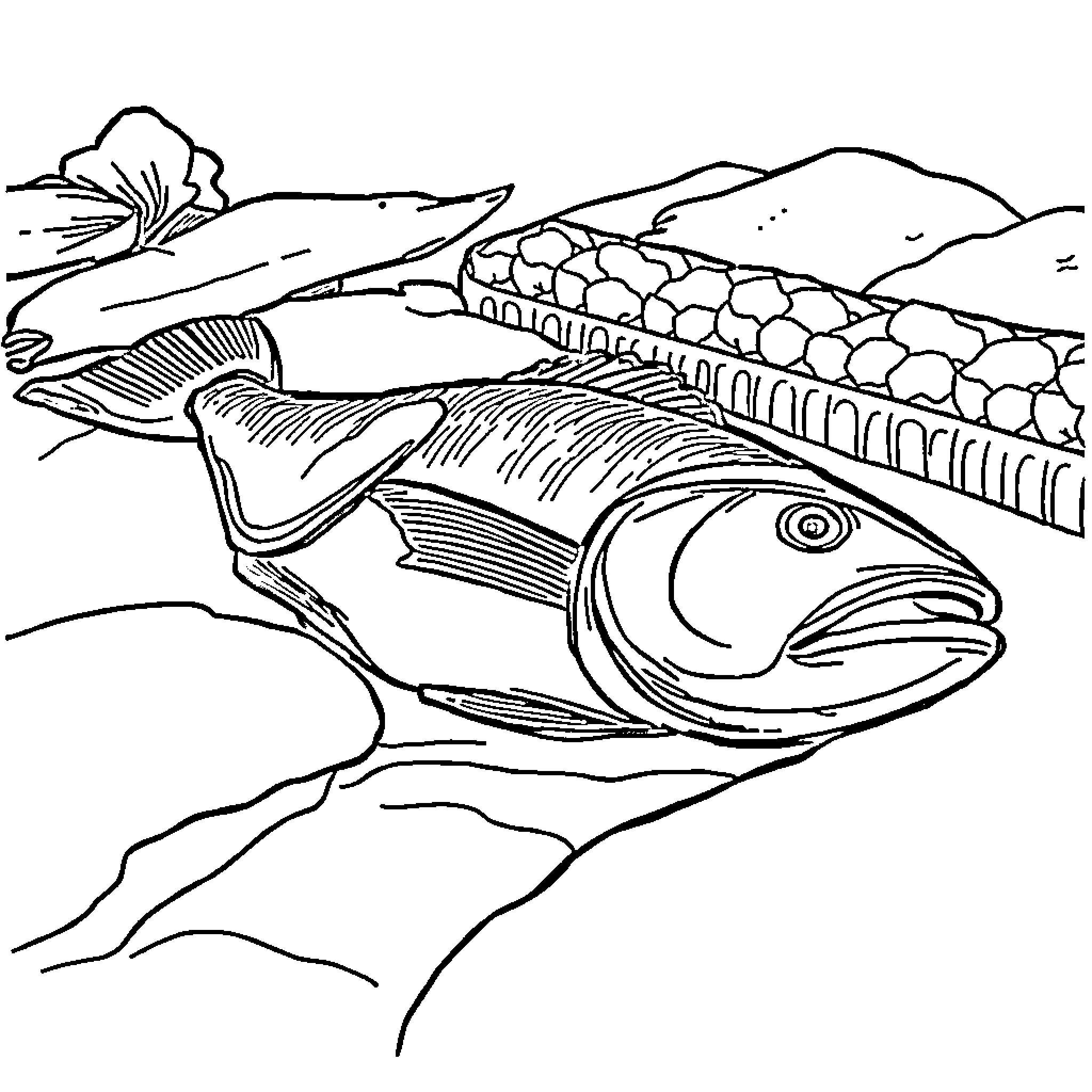 Best Cod Coloring Pages (Free Printable PDF)
