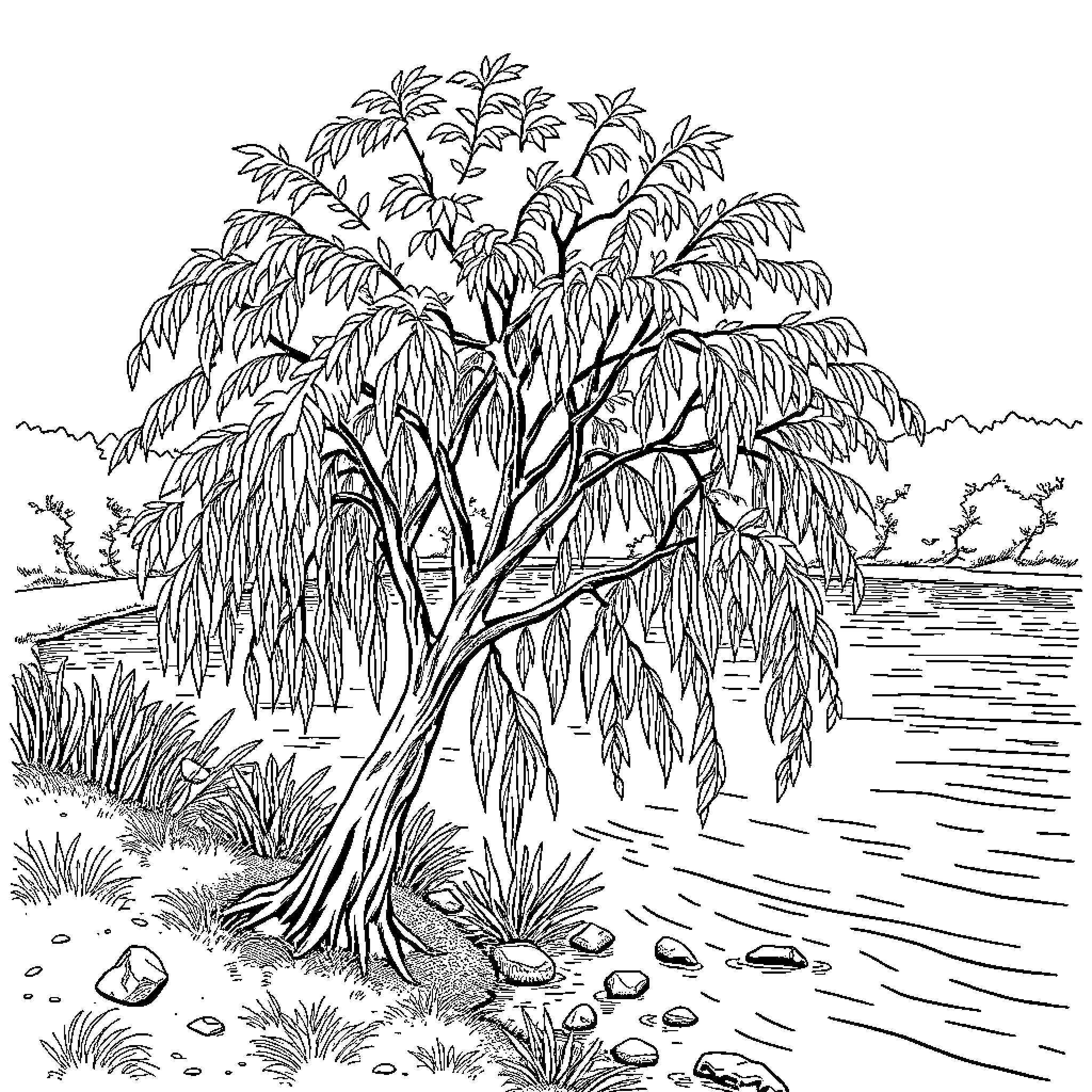 Best Cassava Coloring Pages (Free Printable PDF)