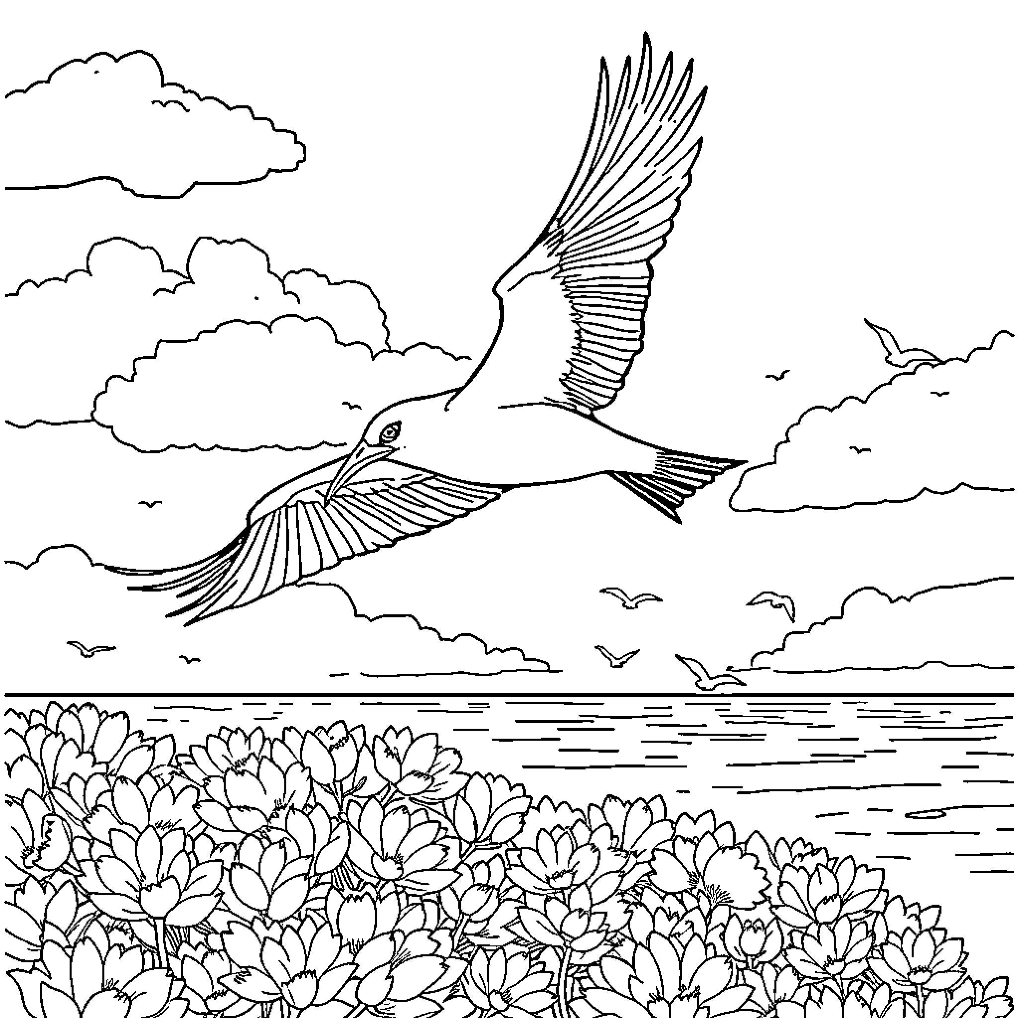Best Frigatebird Coloring Pages (Free Printable PDF)