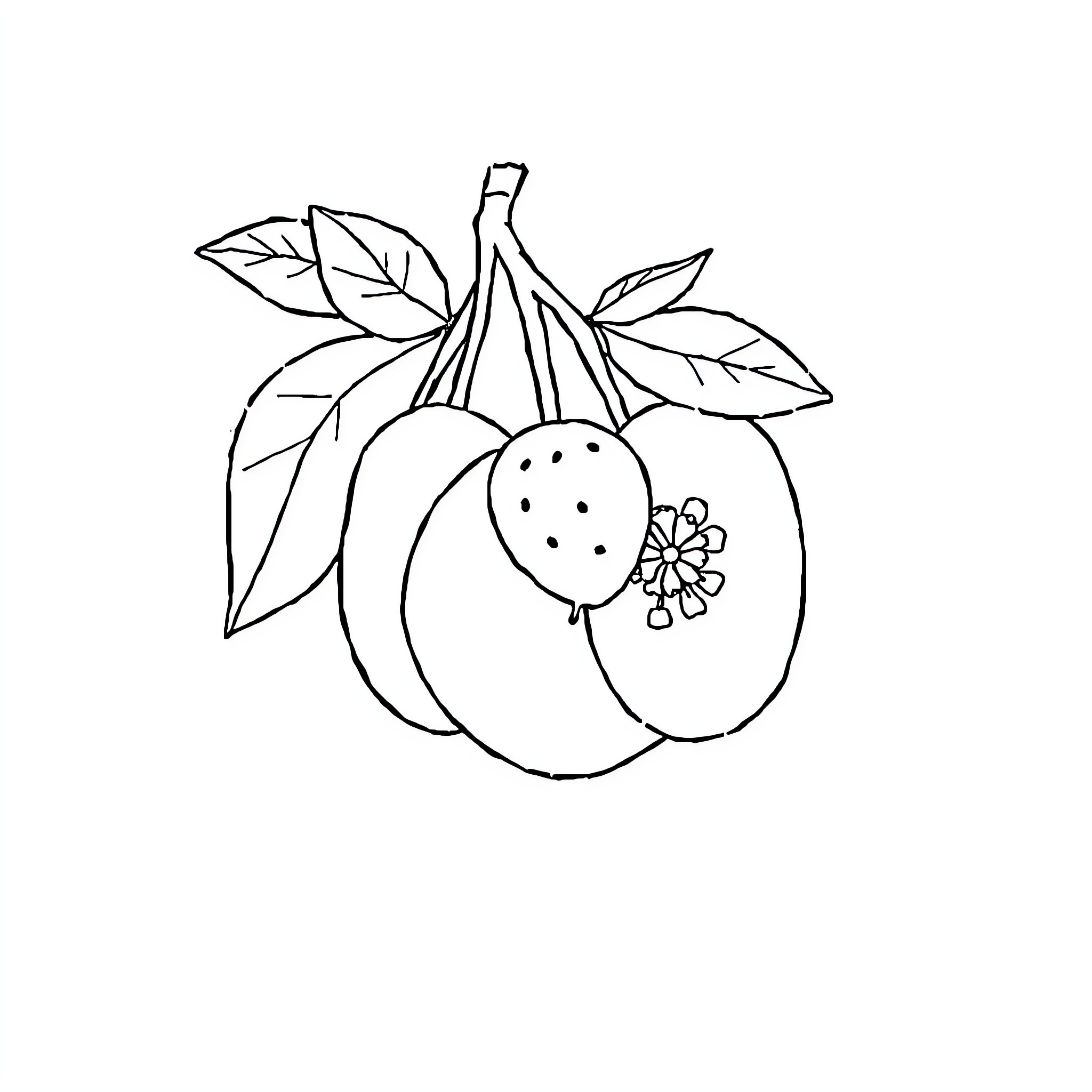 Best Fruit Coloring Pages (Free Printable PDF)