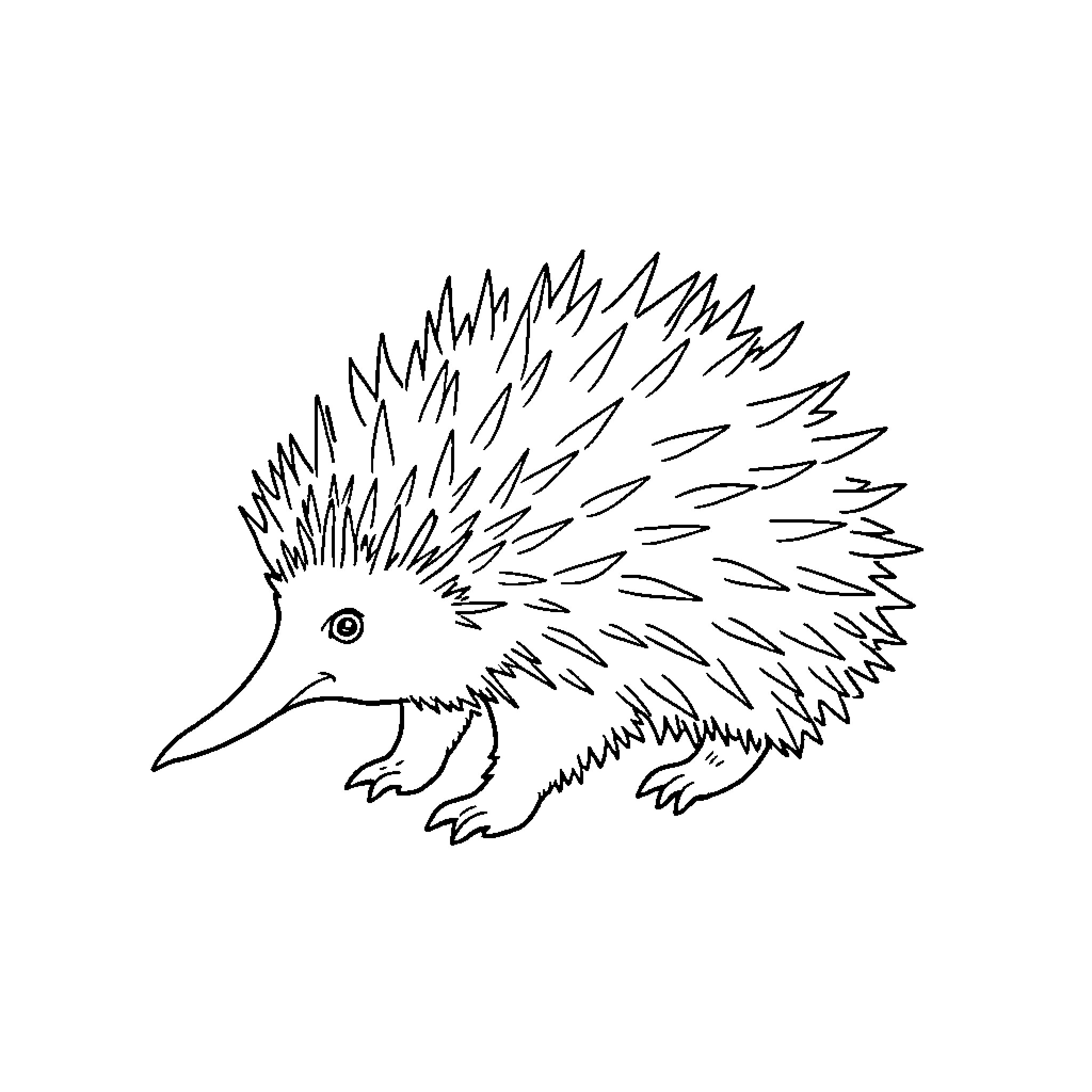 Best Echidna Coloring Pages (Free Printable PDF)