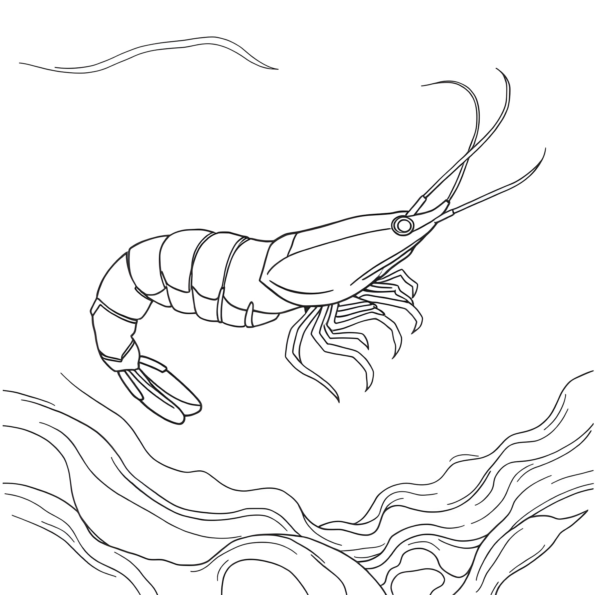 Best Shrimp Coloring Pages (Free Printable PDF)
