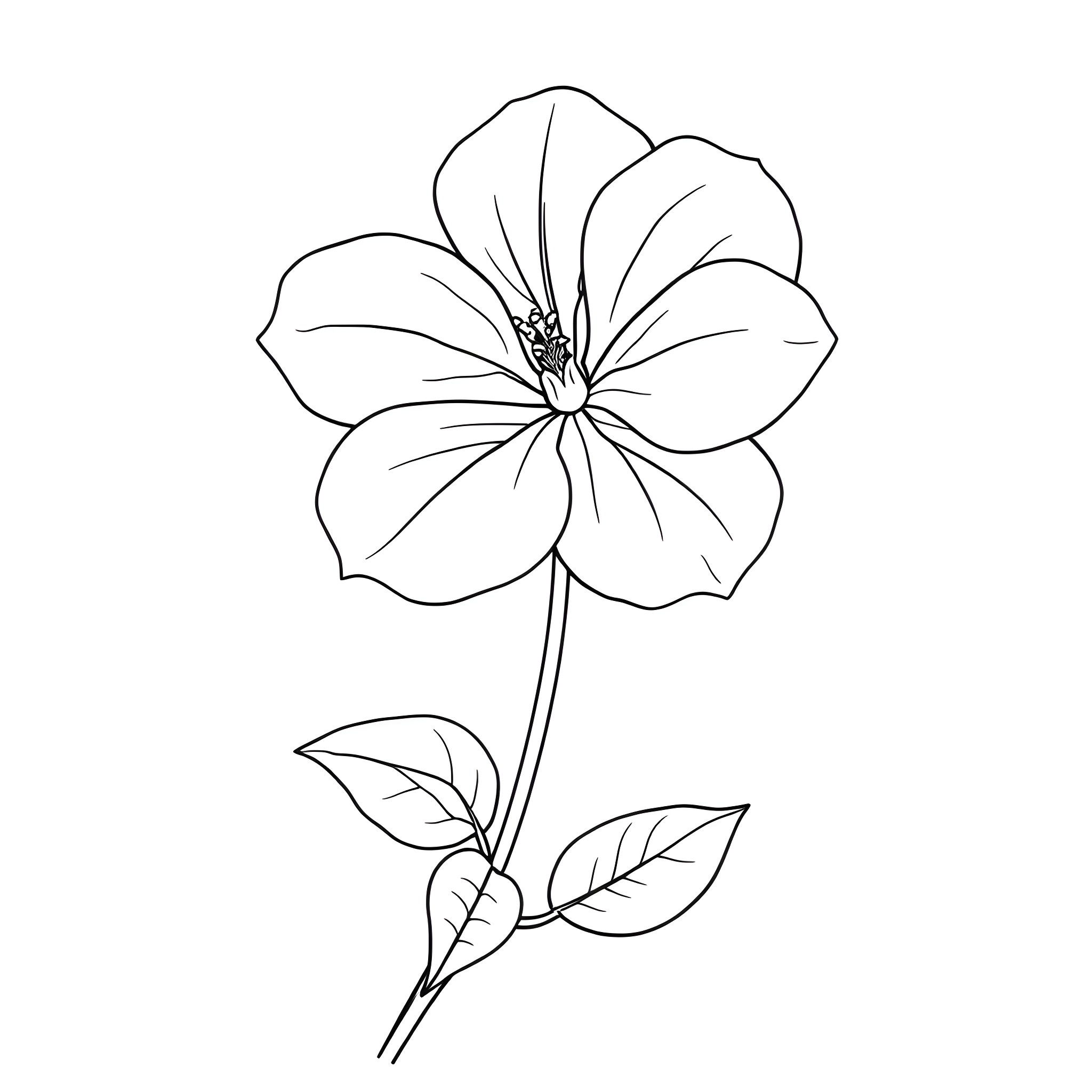 Best Impatiens Coloring Pages (Free Printable PDF)