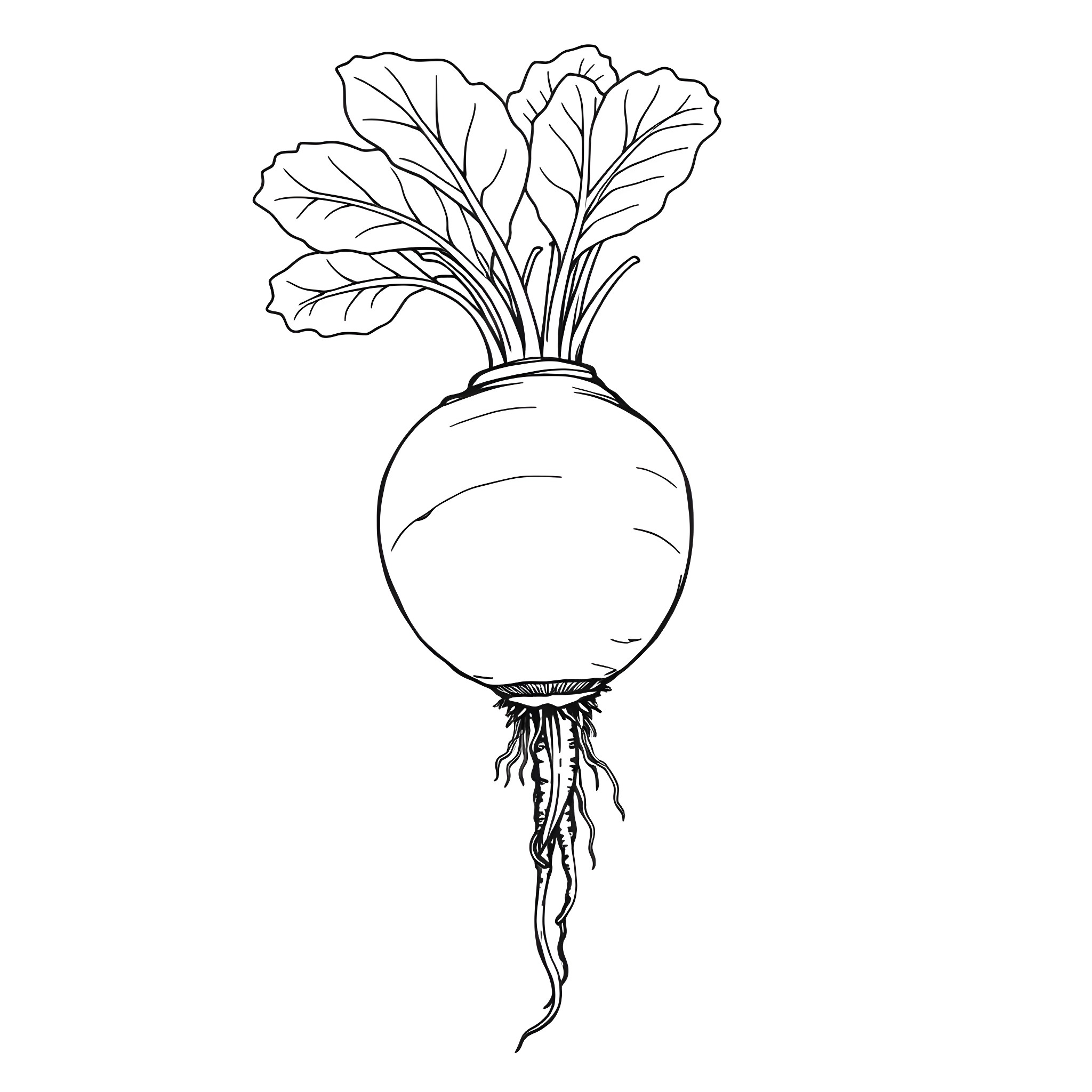1 Best Beetroot Coloring Pages (Free Printable PDFs)