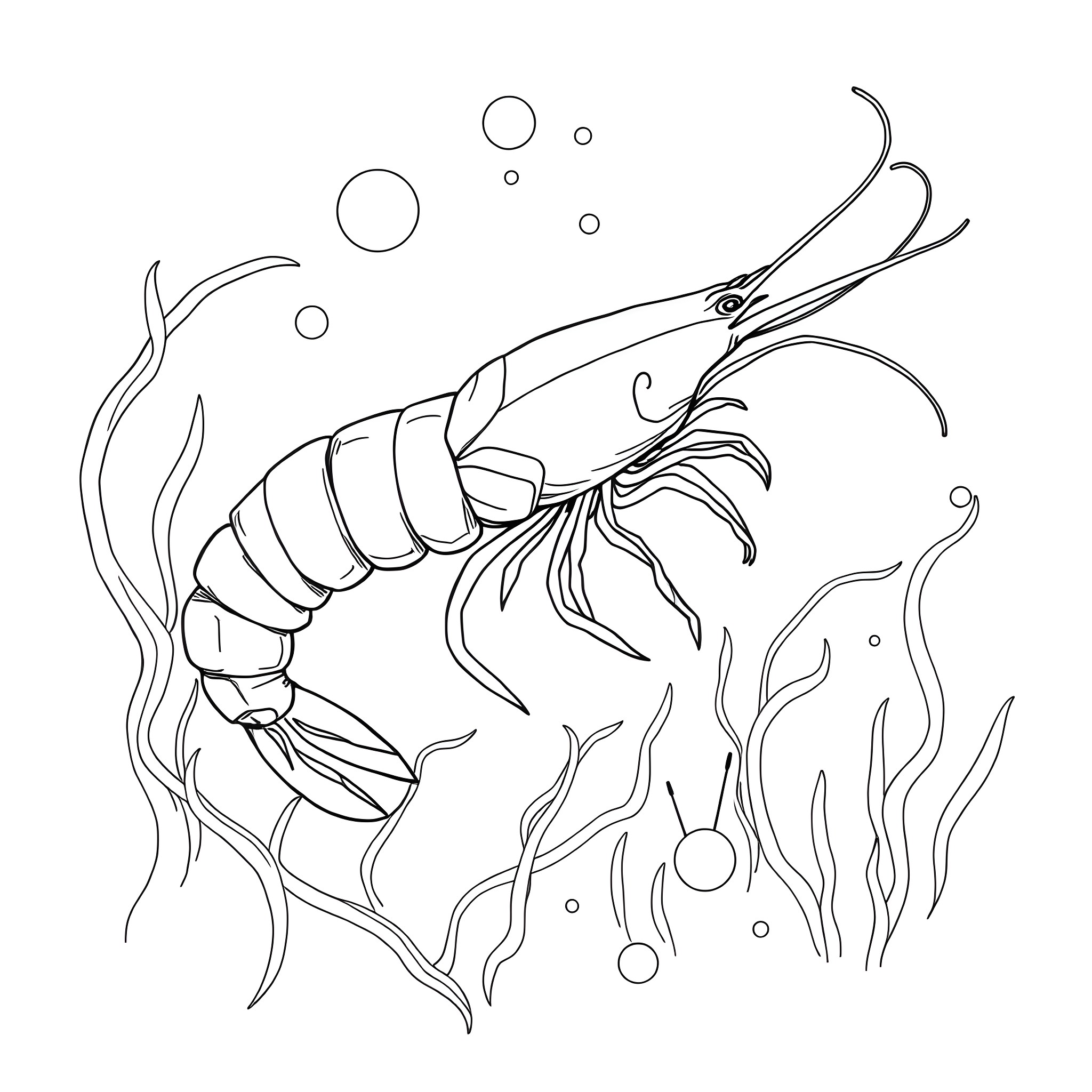 Best Shrimp Coloring Pages (Free Printable PDF)