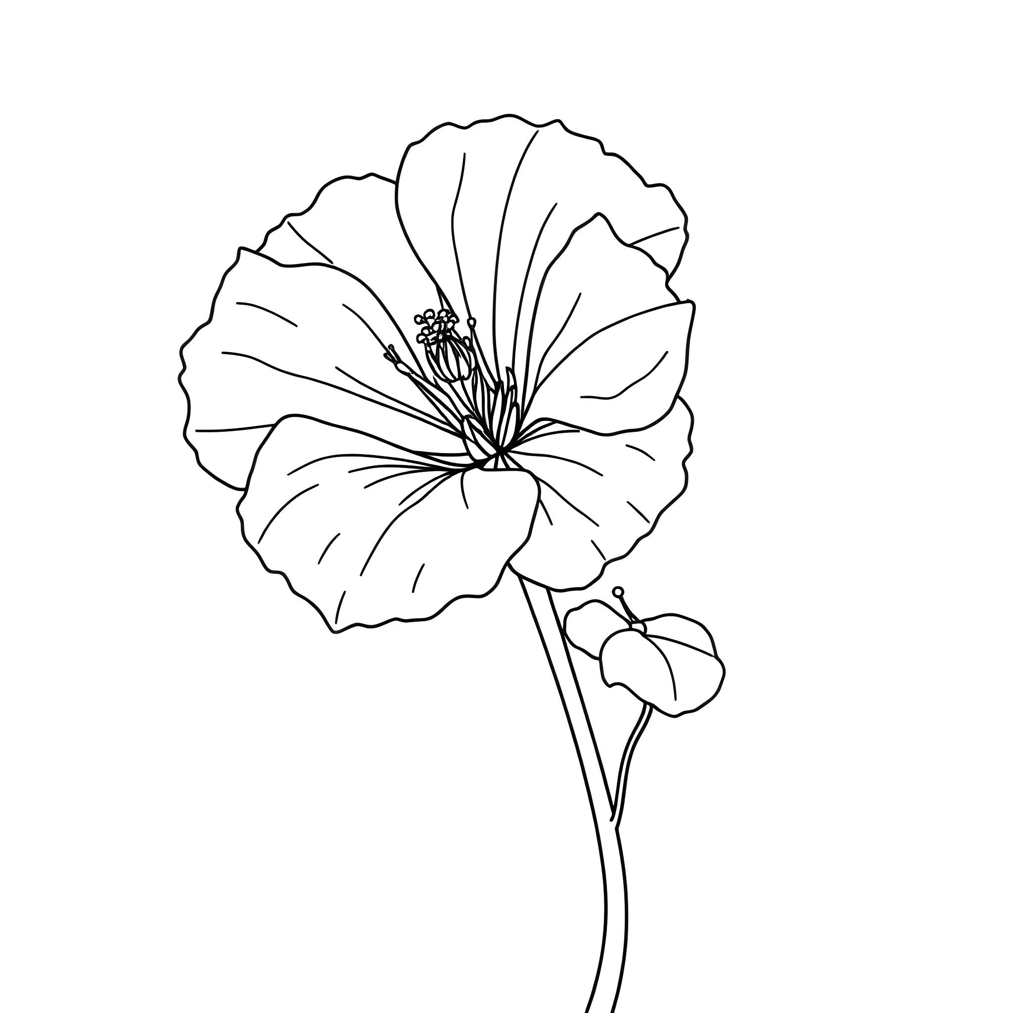 Best Geranium Coloring Pages (Free Printable PDF)