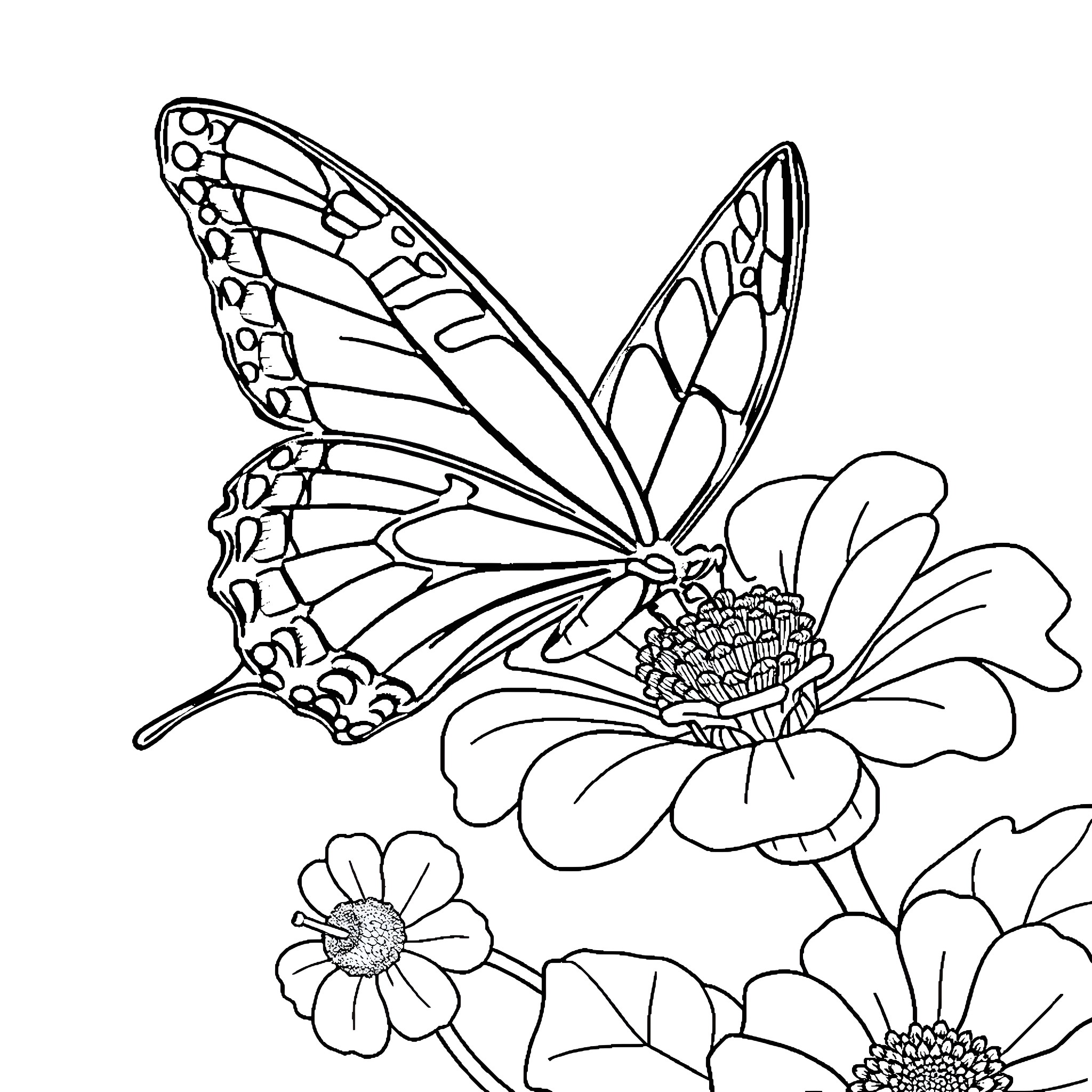 2 Best Emerald Spreadwing Coloring Pages (Free Printable PDFs)