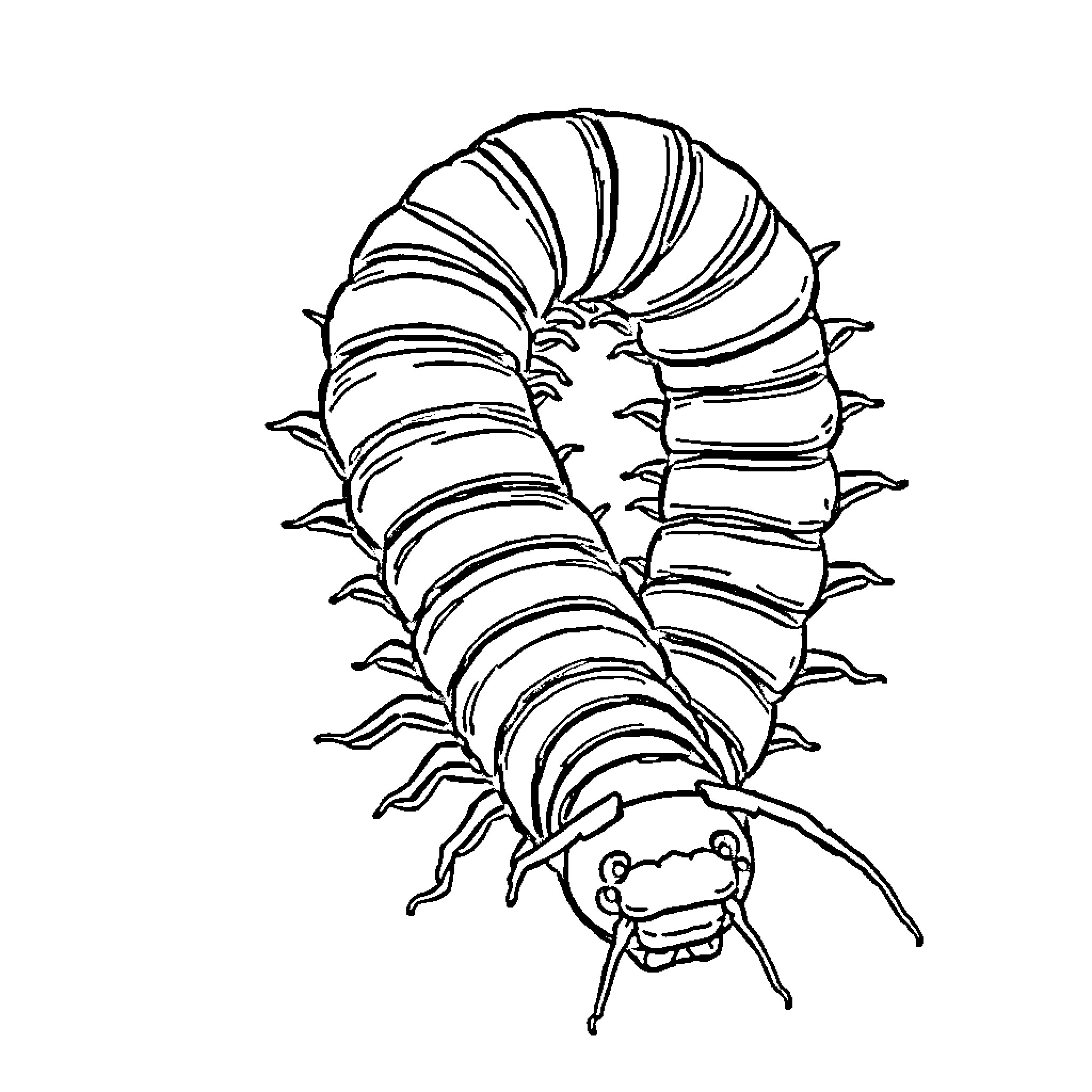Best Centipede Coloring Pages (Free Printable PDF)