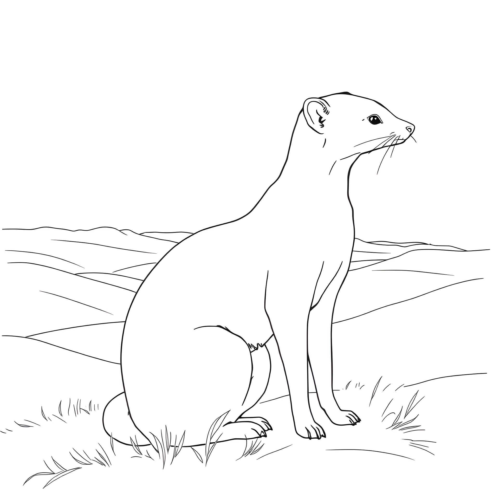 23 Best Weasel Coloring Pages (Free Printable PDFs)