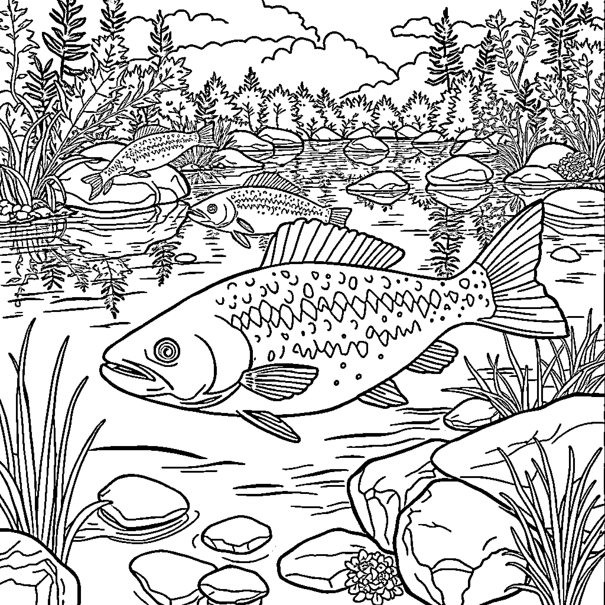 Best Fish Coloring Pages (Free Printable PDF)