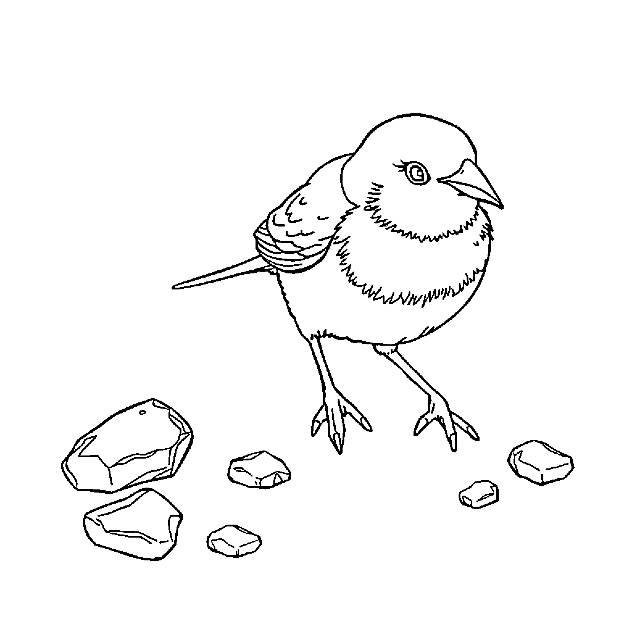 Best Bird Coloring Pages (Free Printable PDF)