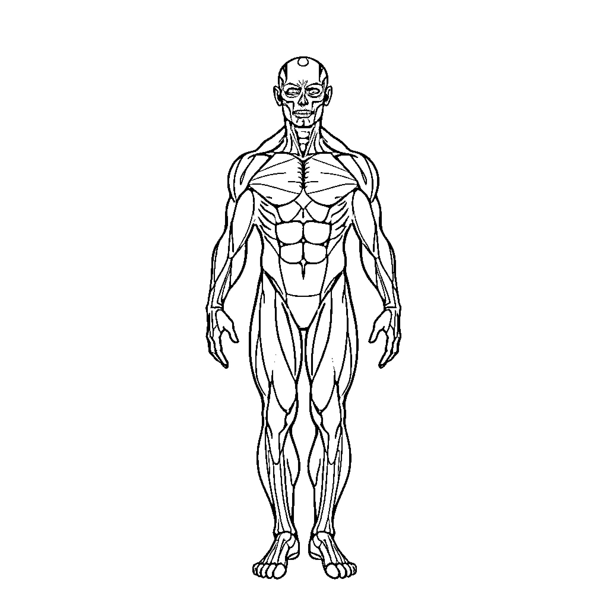 Best Muscular System Coloring Pages (Free Printable PDF)