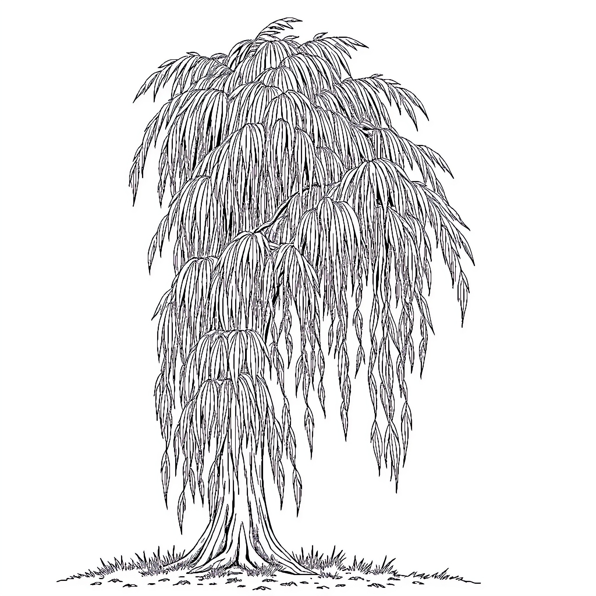 Best Willow Tree Coloring Pages (Free Printable PDF)