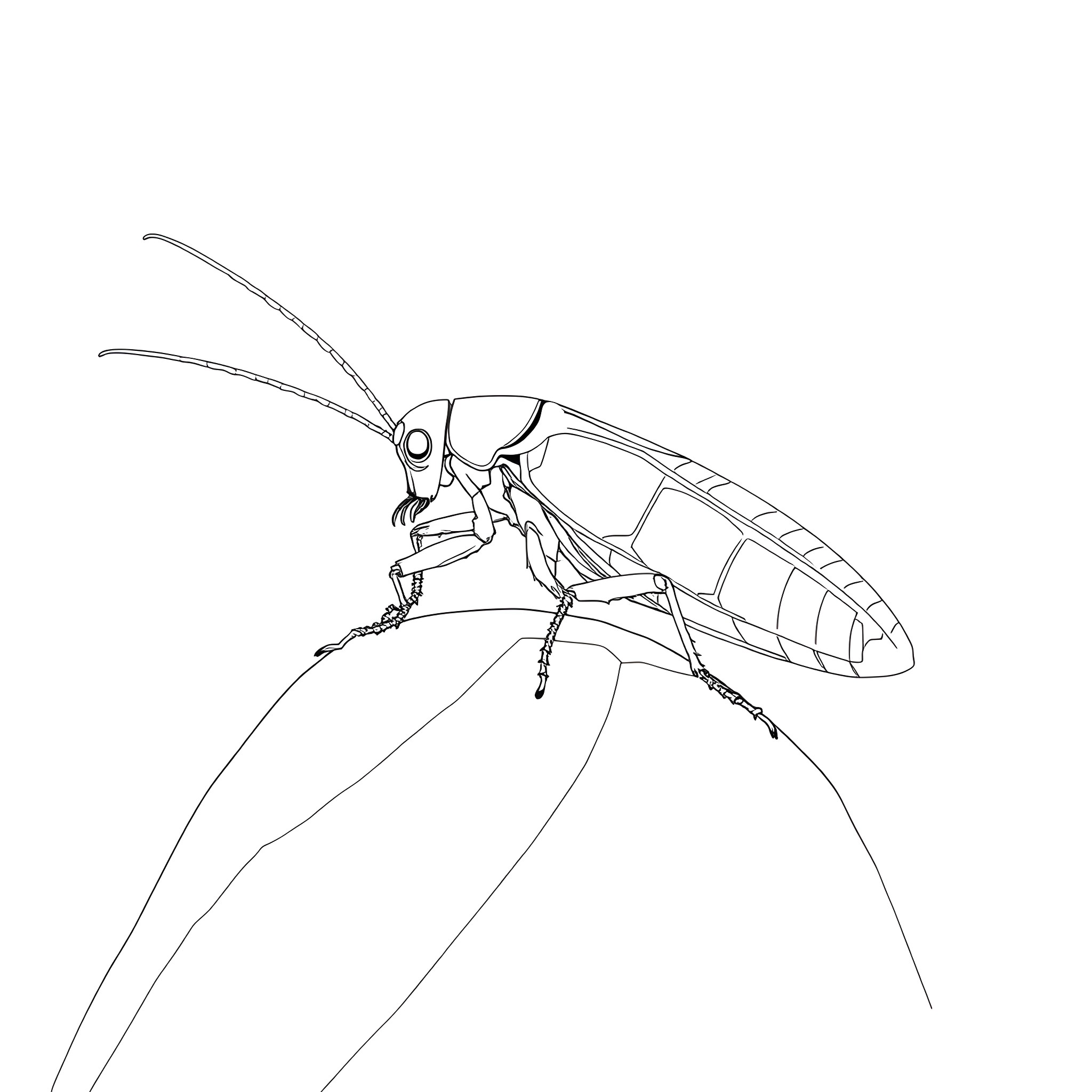 54 Best Cockroach Coloring Pages (Free Printable PDFs)