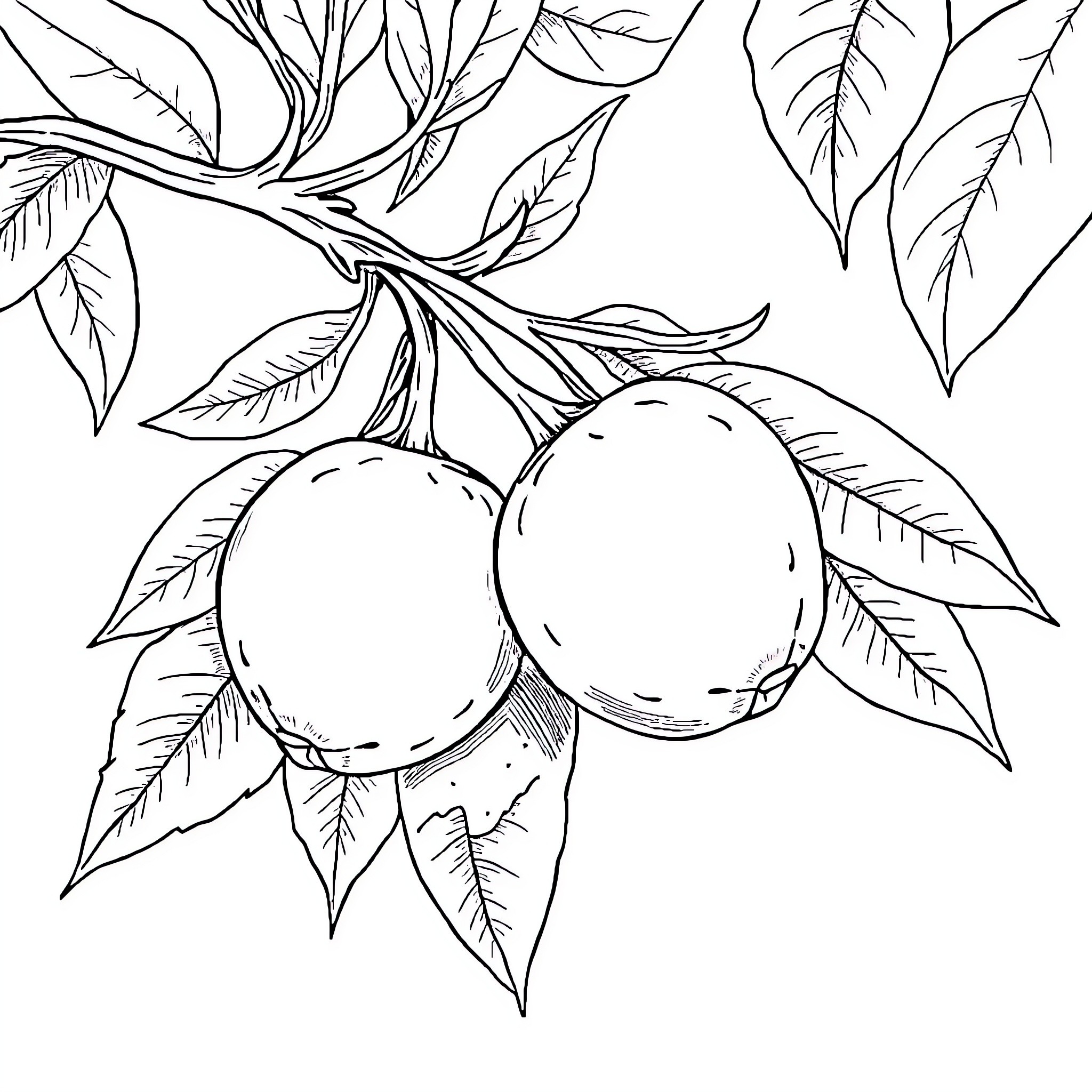 Best Fruit Coloring Pages (Free Printable PDF)