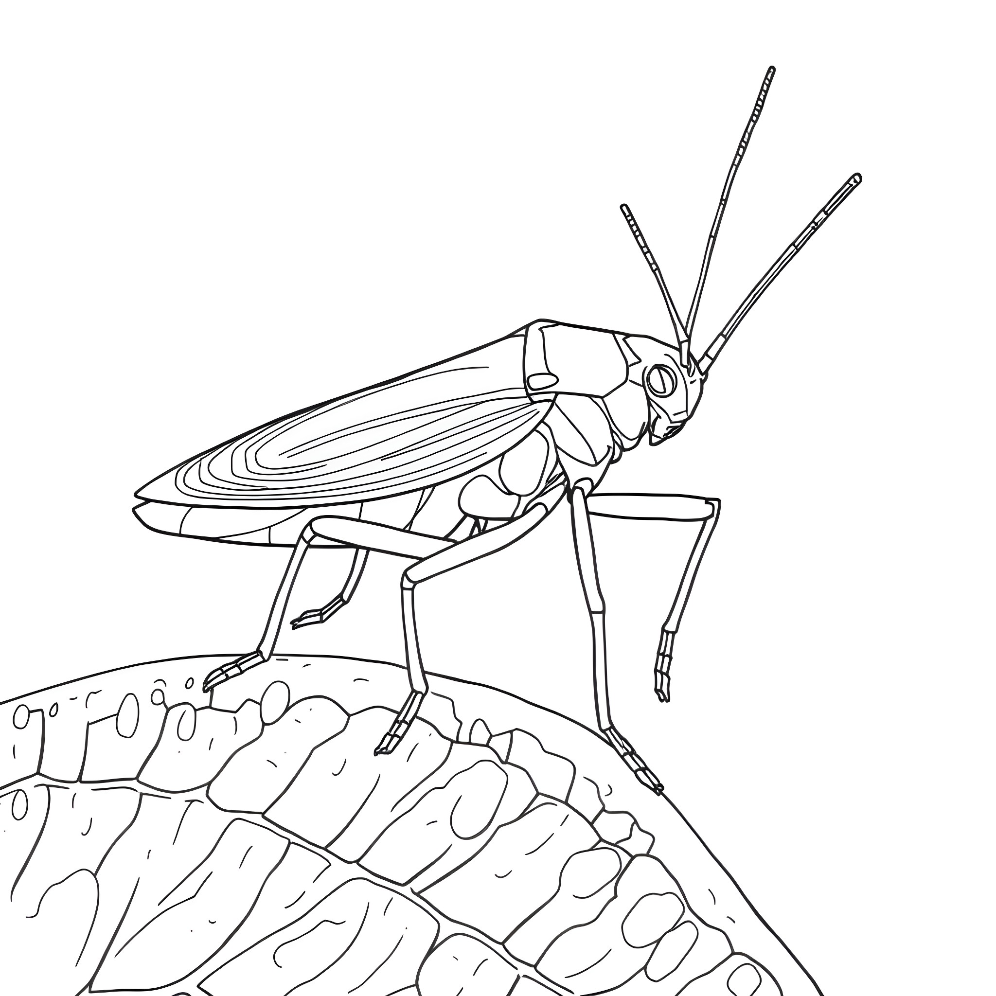 Best Katydid Coloring Pages (Free Printable PDF)
