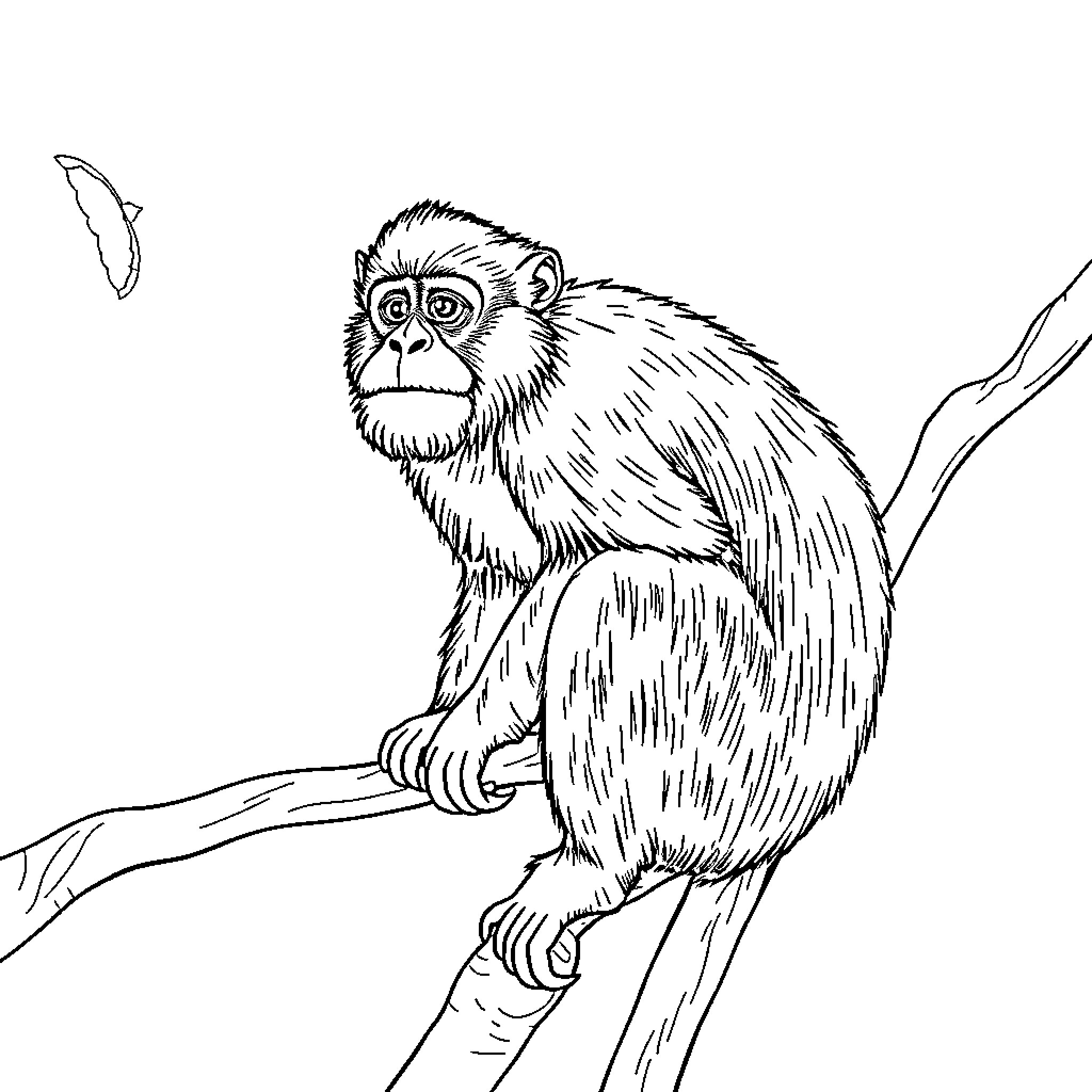 Best Mandrill Coloring Pages (Free Printable PDF)