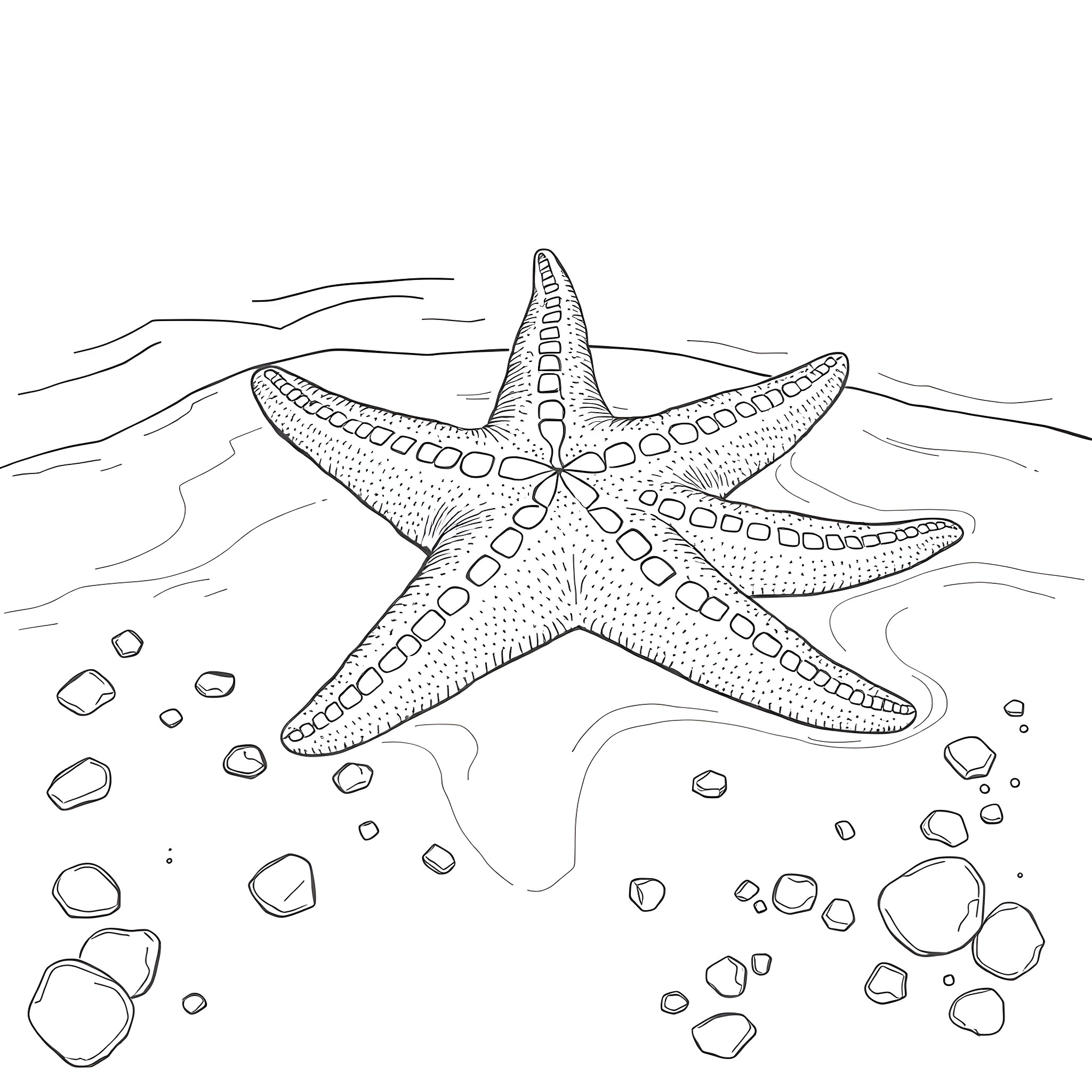 Best Starfish Coloring Pages (Free Printable PDF)