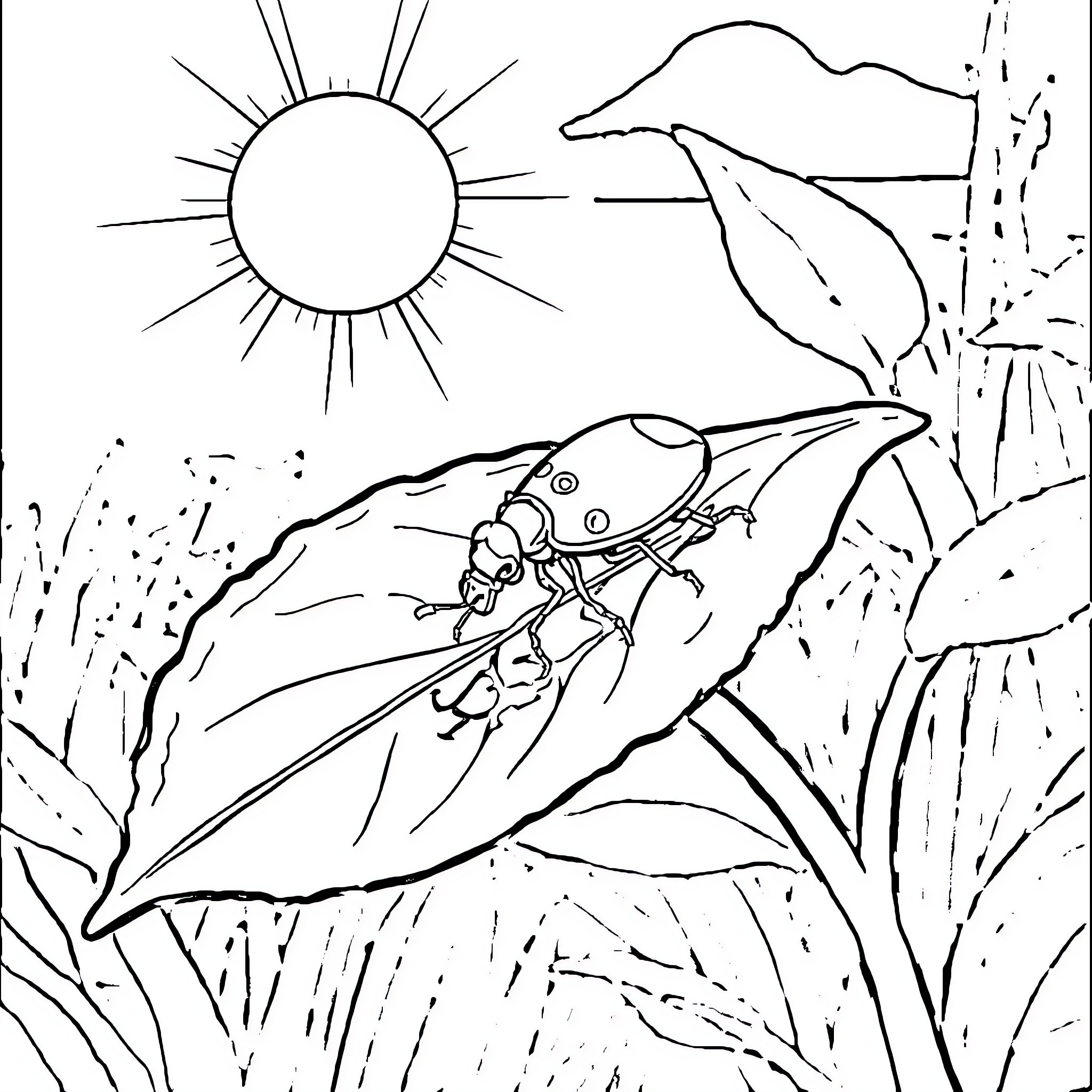 30 Best Insect Coloring Pages (Free Printable PDFs)