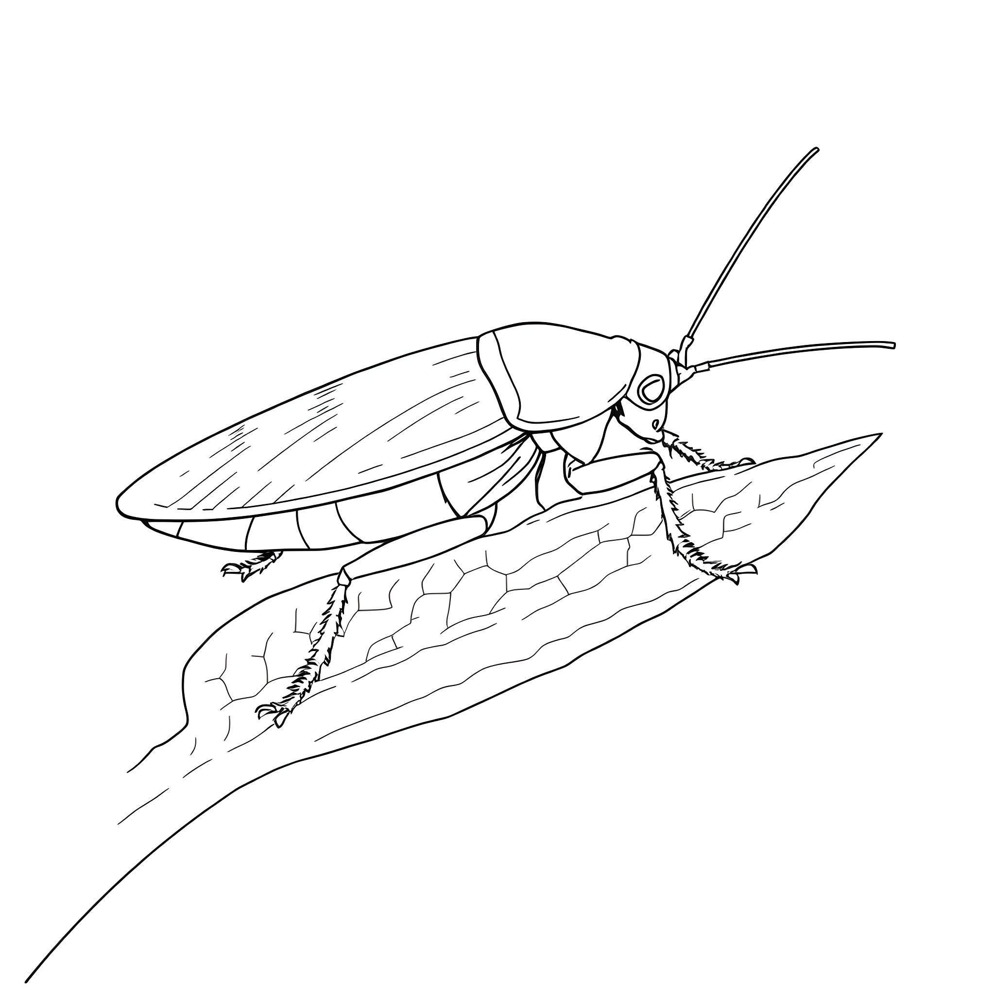 54 Best Cockroach Coloring Pages (Free Printable PDFs)