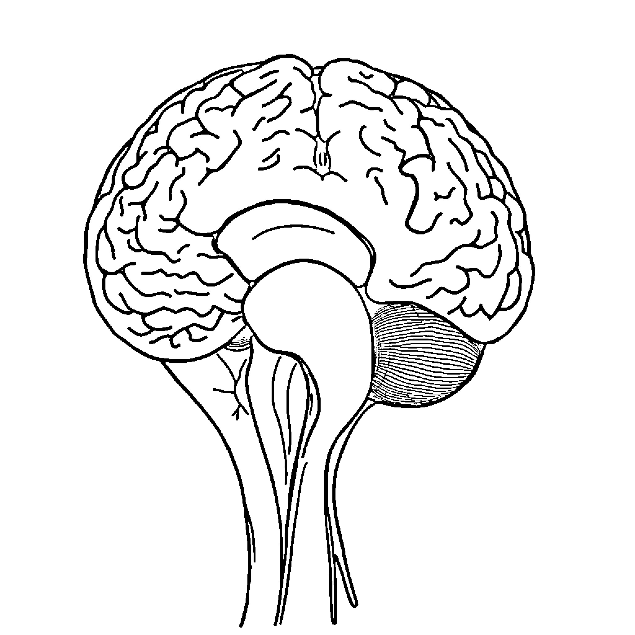 Best Chiari Malformation Coloring Pages (Free Printable PDF)