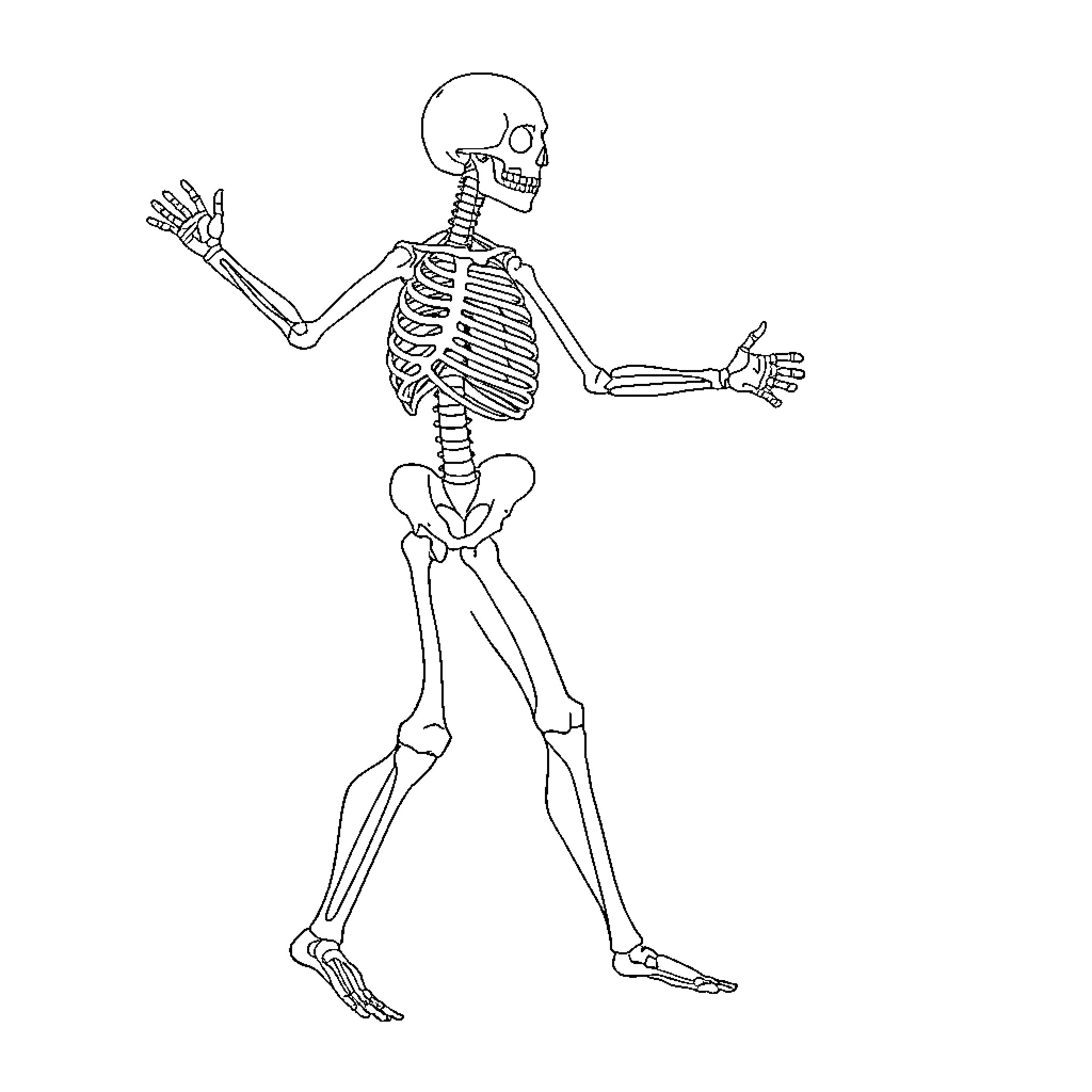 Best Human Locomotor System Coloring Pages (Free Printable PDF)