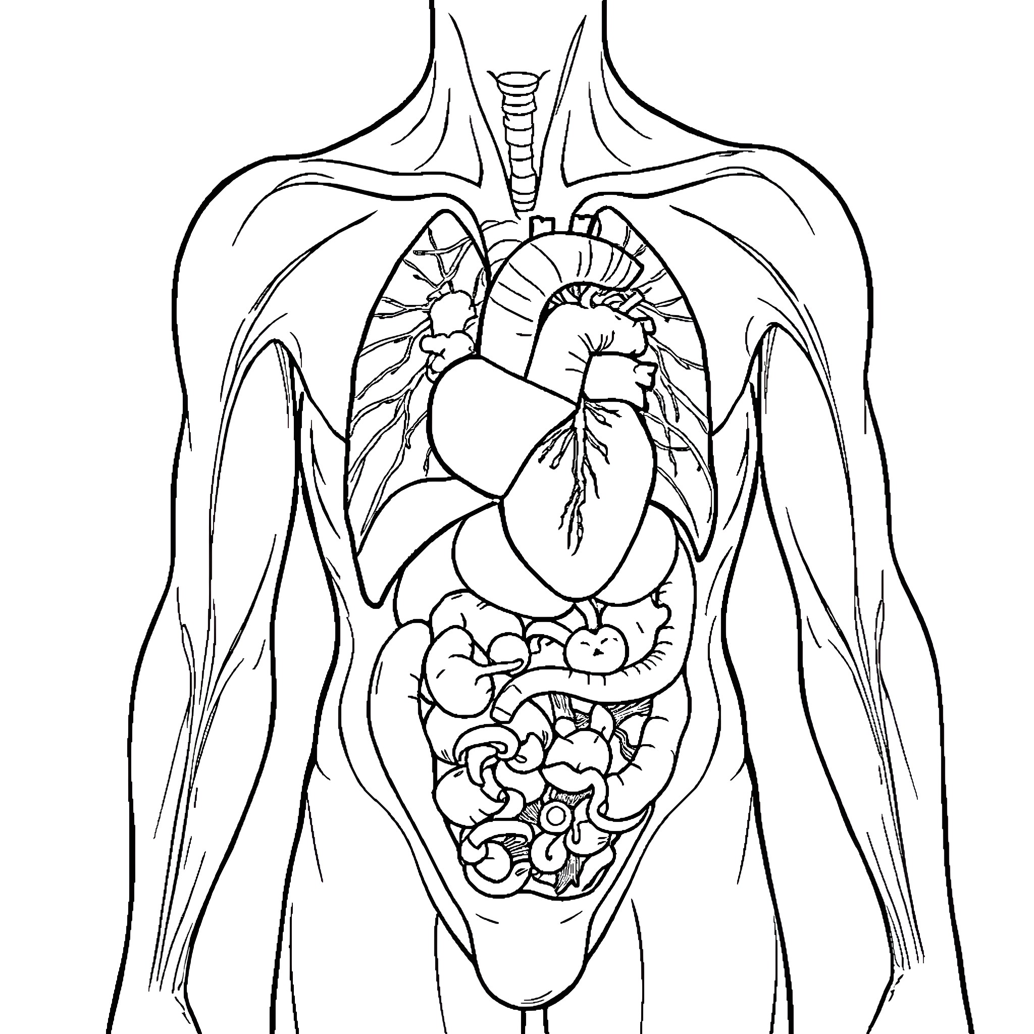 Best Human Body Coloring Pages (Free Printable PDF)