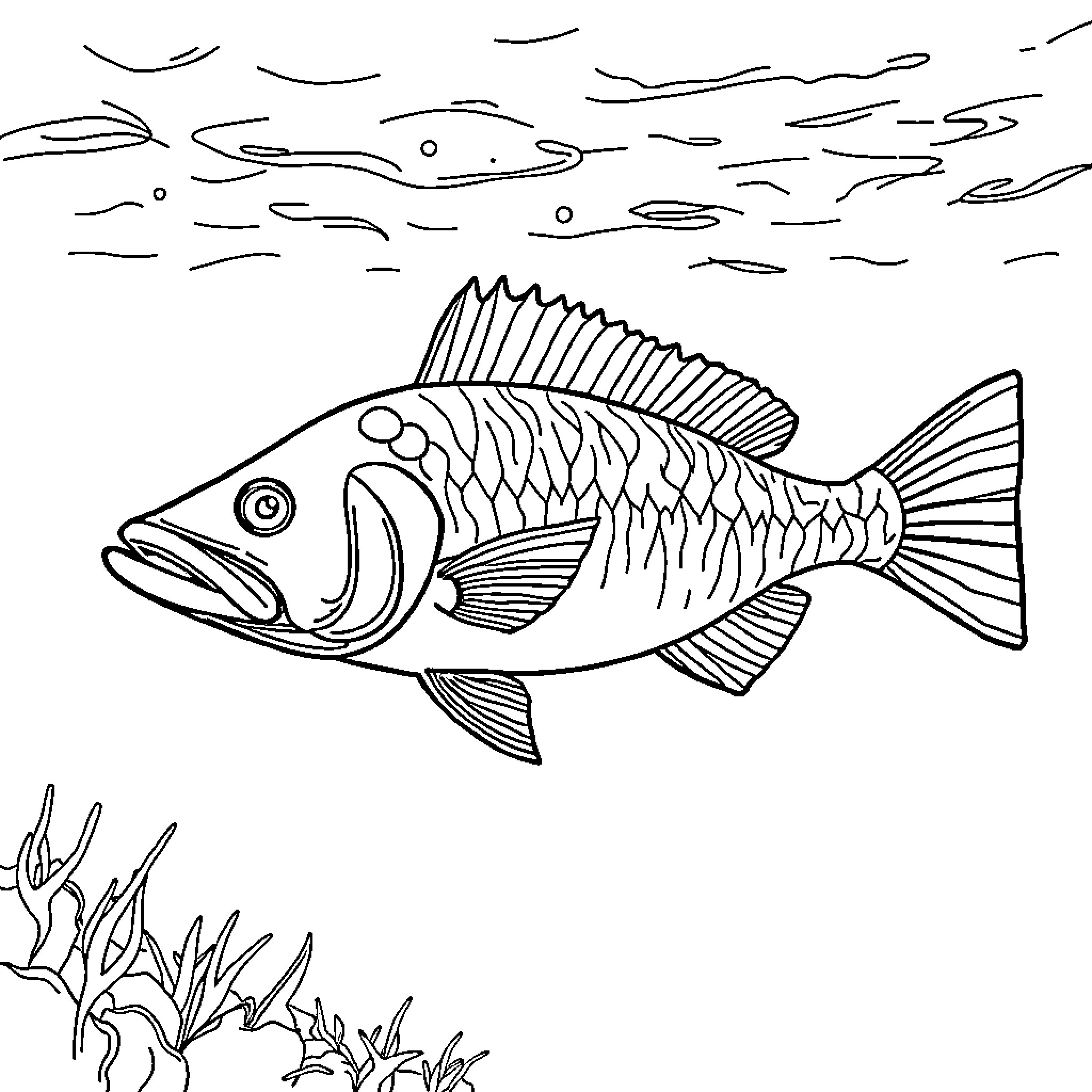 Best Barramundi Coloring Pages (Free Printable PDF)