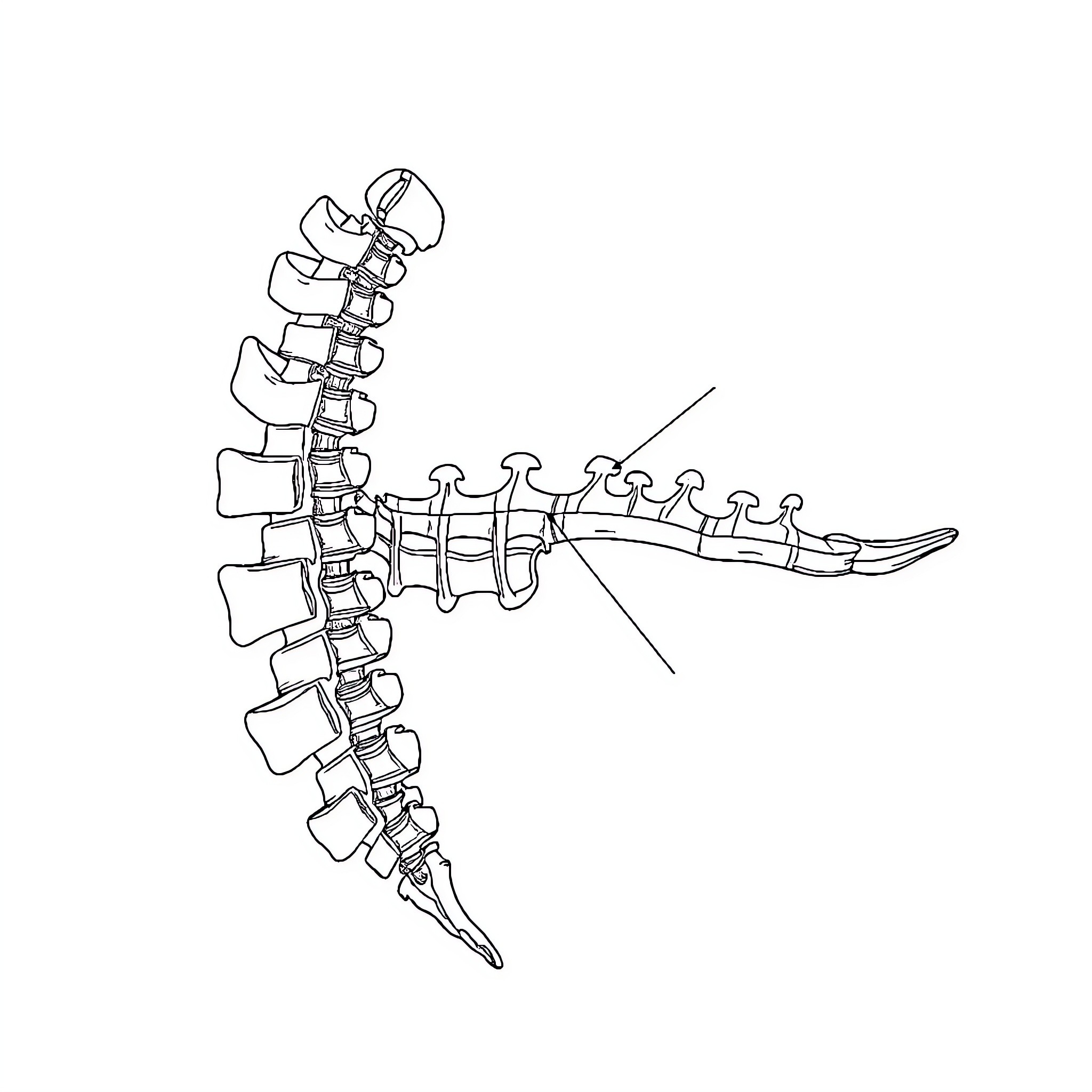 Best Spinal Cord Coloring Pages (Free Printable PDF)