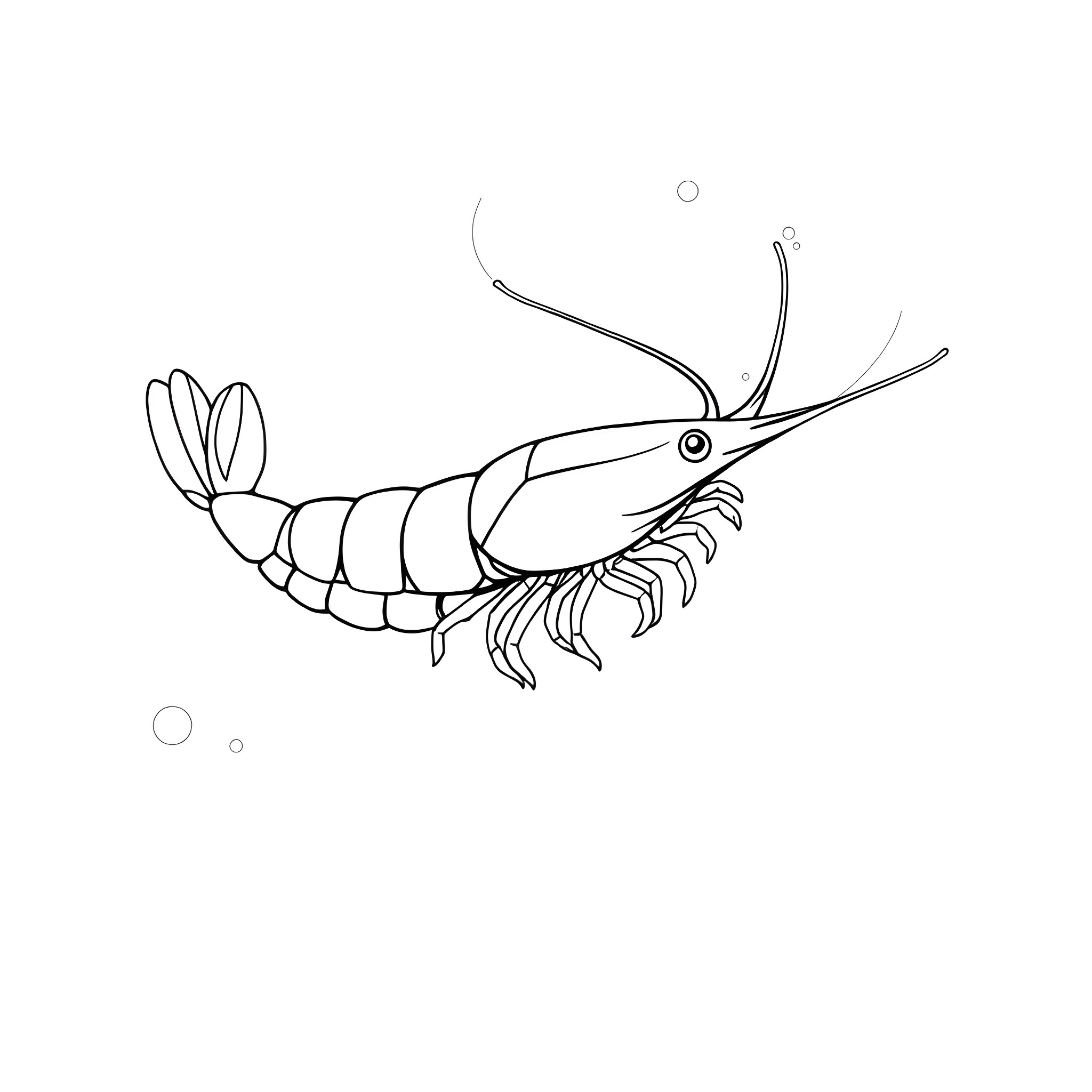 Best Shrimp Coloring Pages (Free Printable PDF)