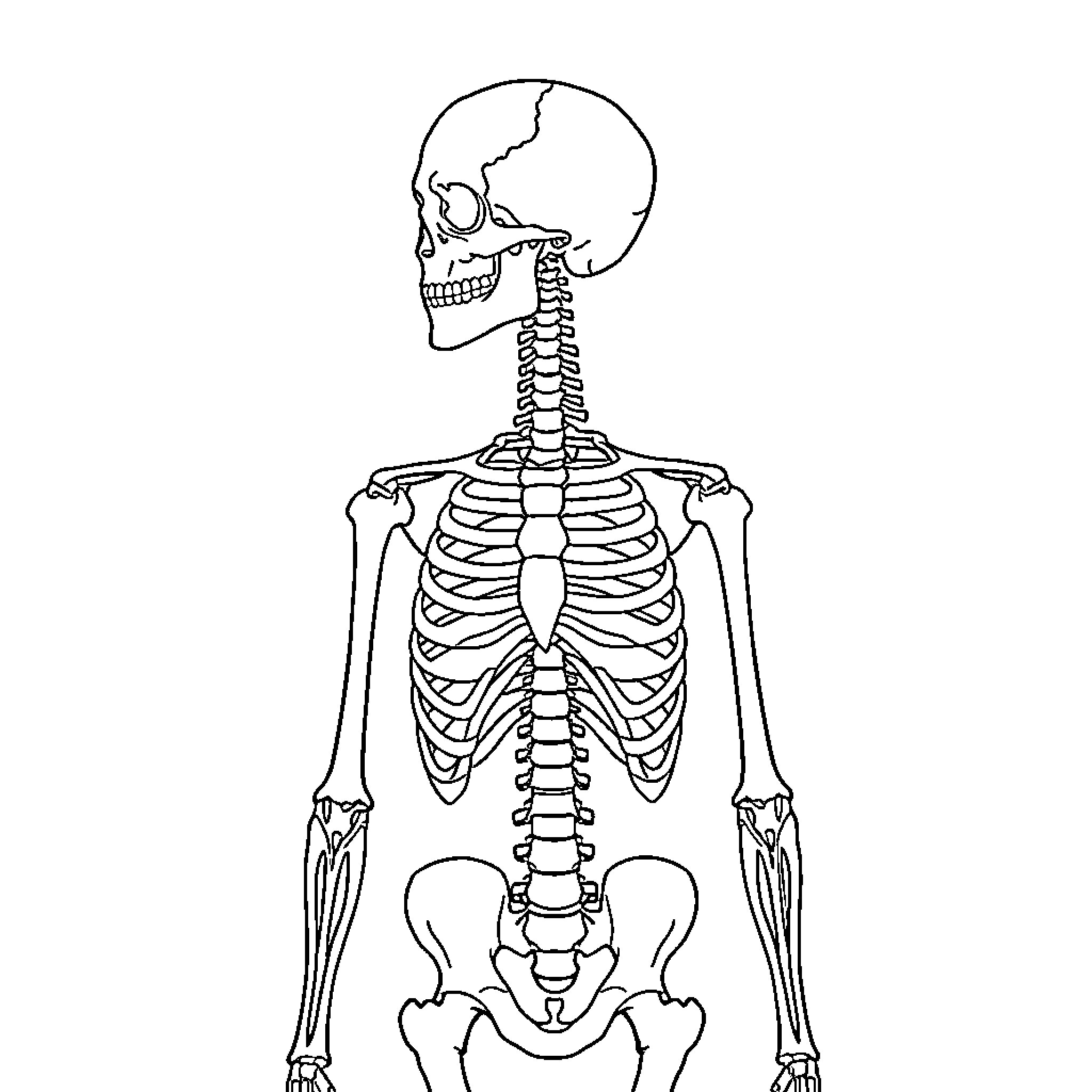 Best Axial Skeleton Coloring Pages (Free Printable PDF)