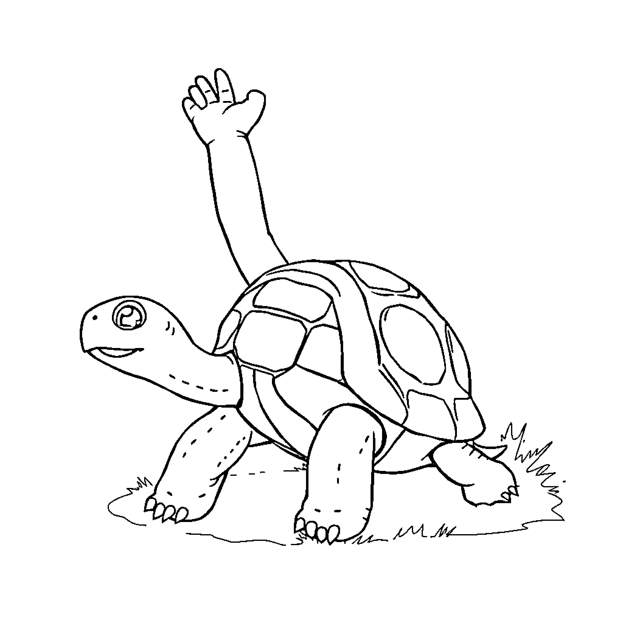 Best Tortuga Coloring Pages (Free Printable PDF)