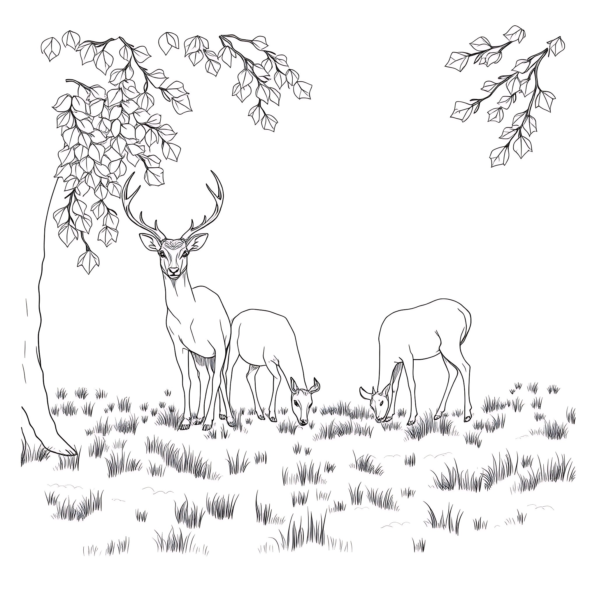 Best Forest Coloring Pages (Free Printable PDF)