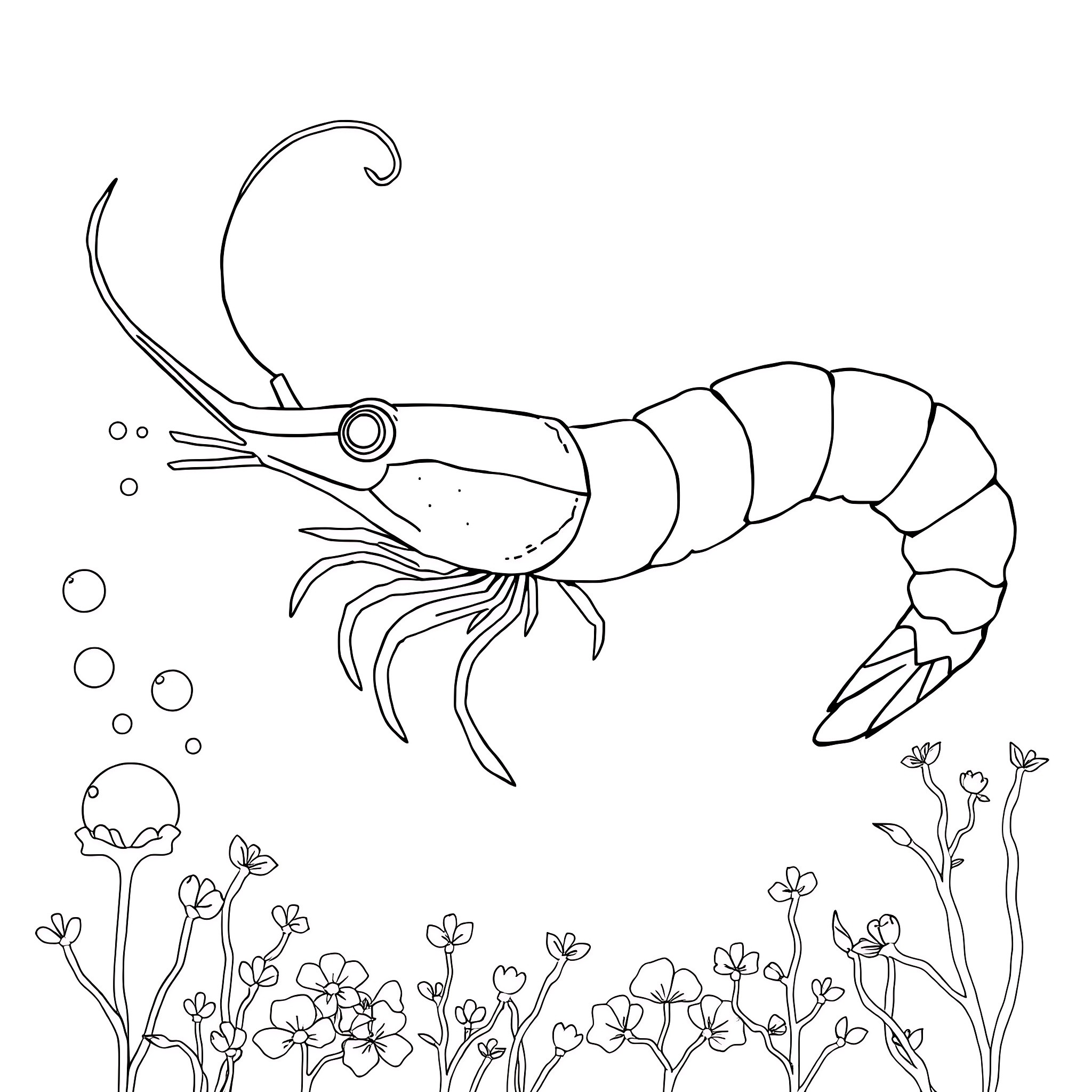 Best Shrimp Coloring Pages (Free Printable PDF)