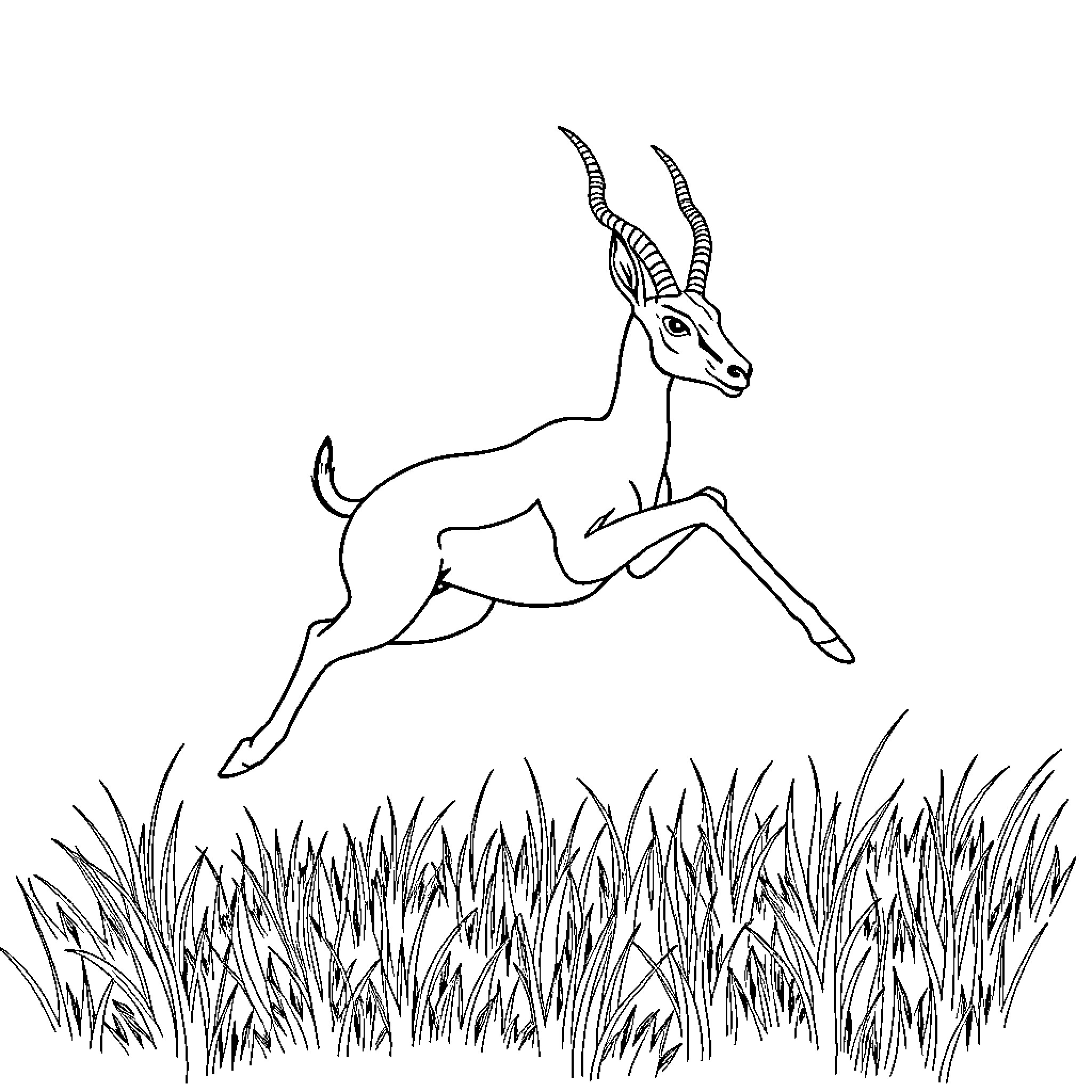 Best Gazelle Coloring Pages (Free Printable PDF)