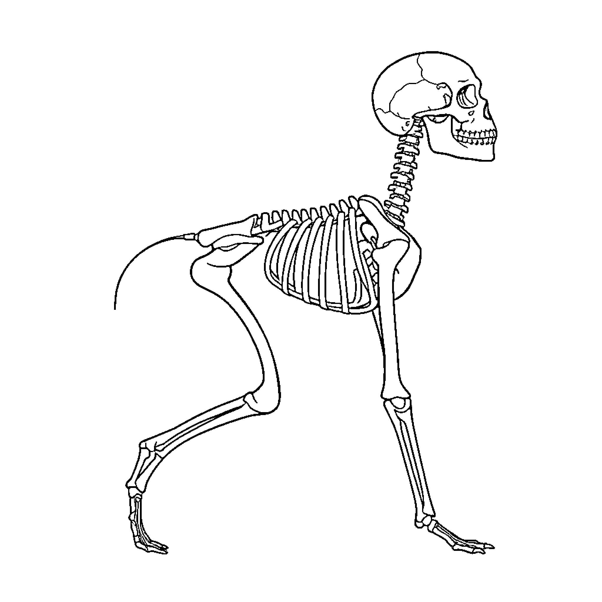 Best Locomotor System Coloring Pages (Free Printable PDF)