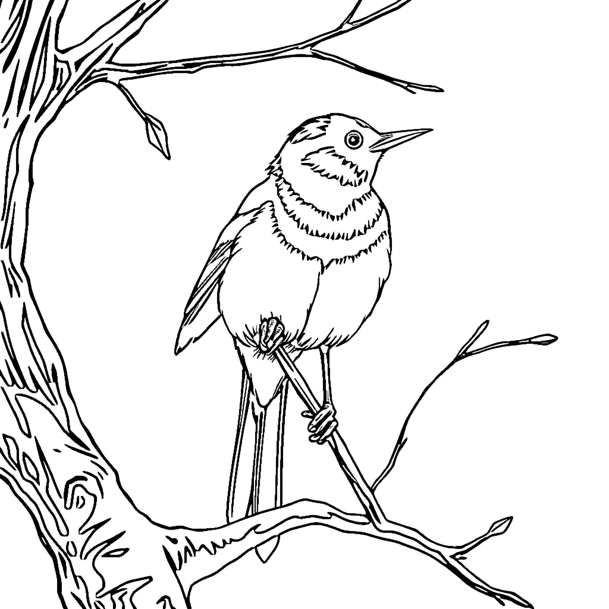 5 Best Magpie Coloring Pages (Free Printable PDFs)