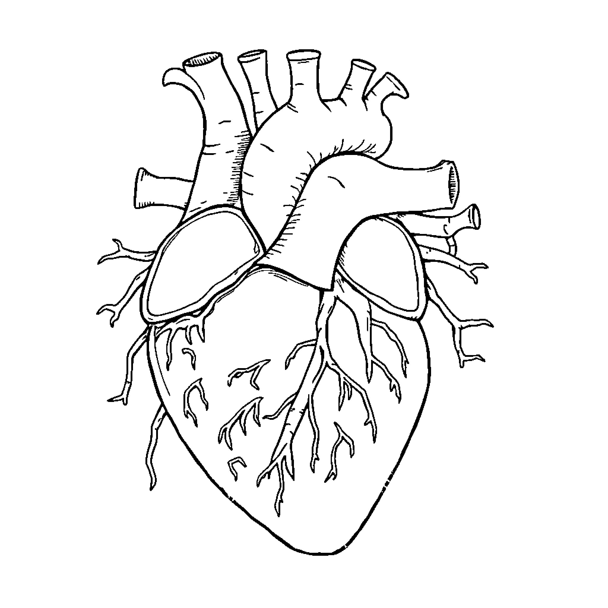 Best Human Heart Coloring Pages (Free Printable PDF)