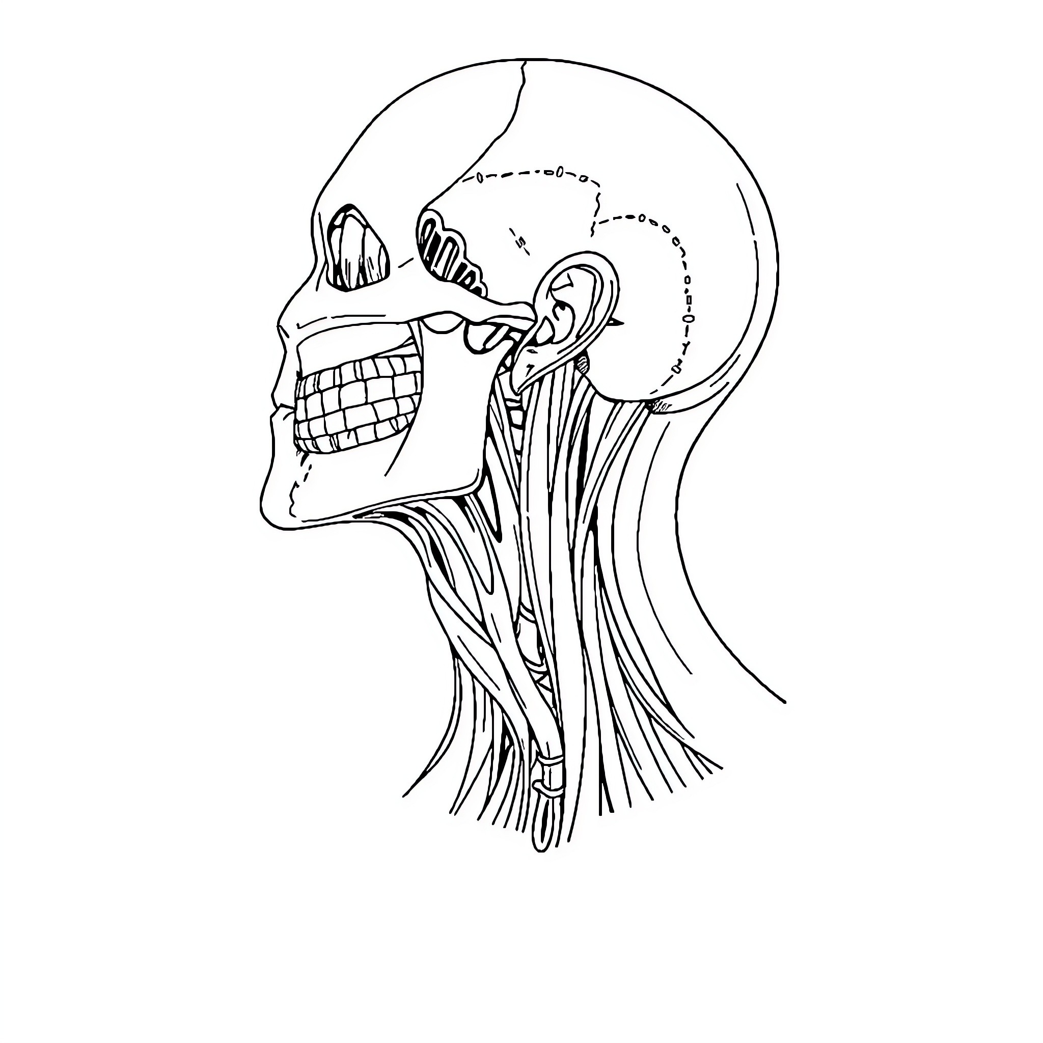 Best Captain Tsubasa Coloring Pages (Free Printable PDF)