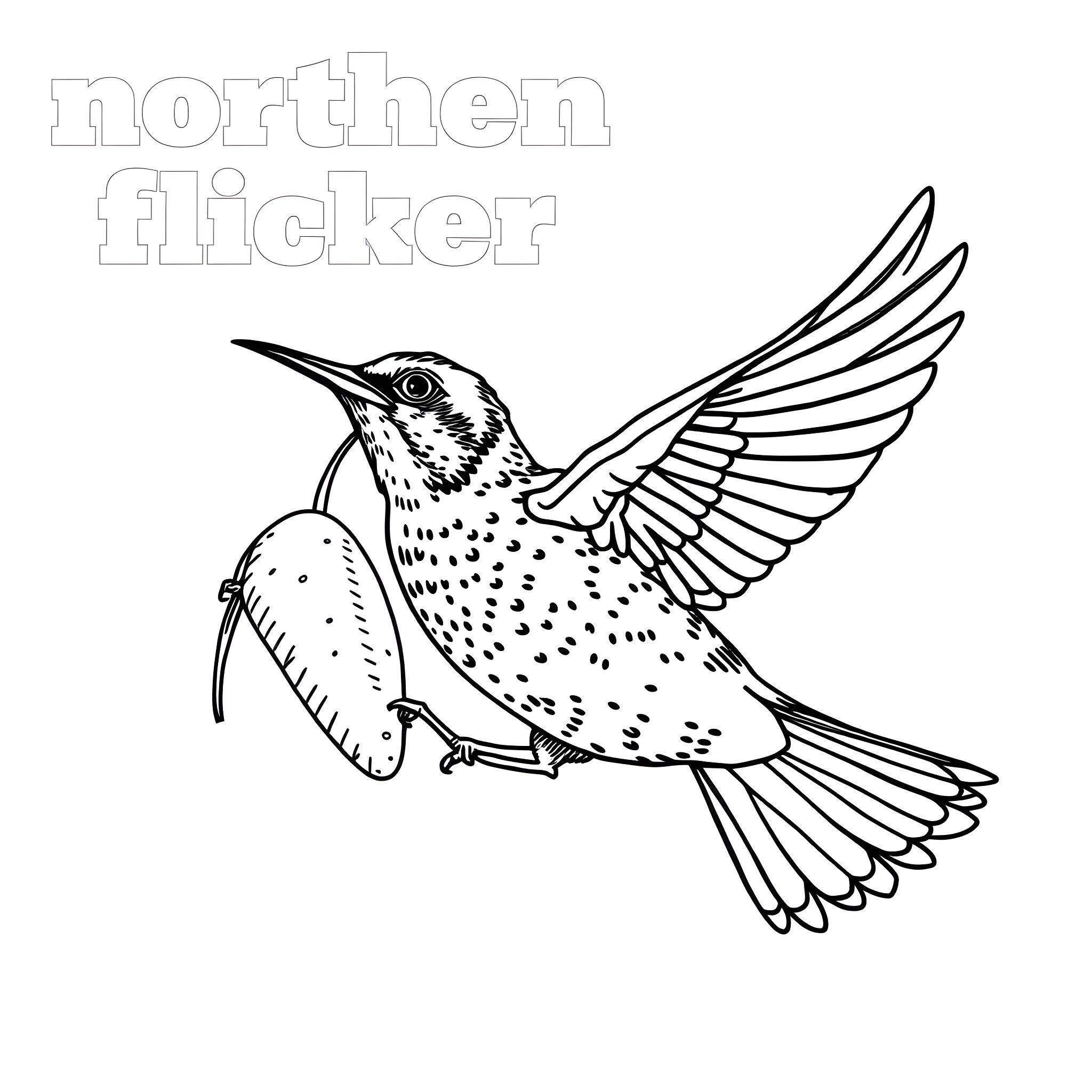 4 Best Northern Flicker Coloring Pages (Free Printable PDFs)