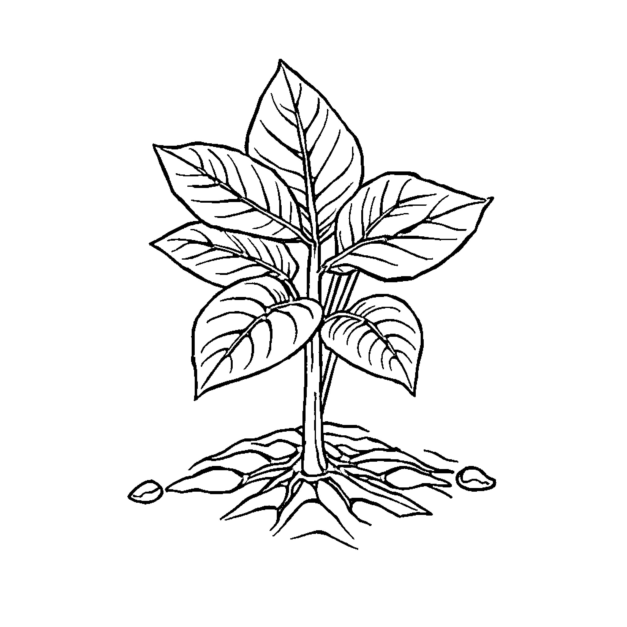 Best Plant Coloring Pages (Free Printable PDF)
