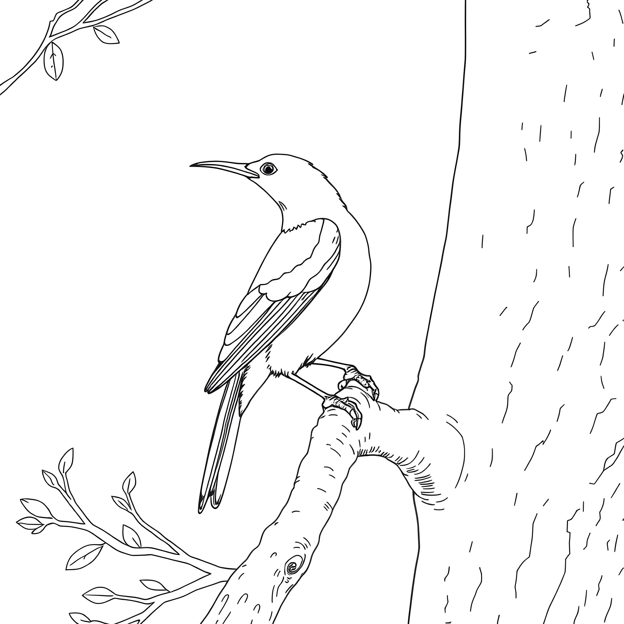 13 Best Bowerbird Coloring Pages (Free Printable PDFs)