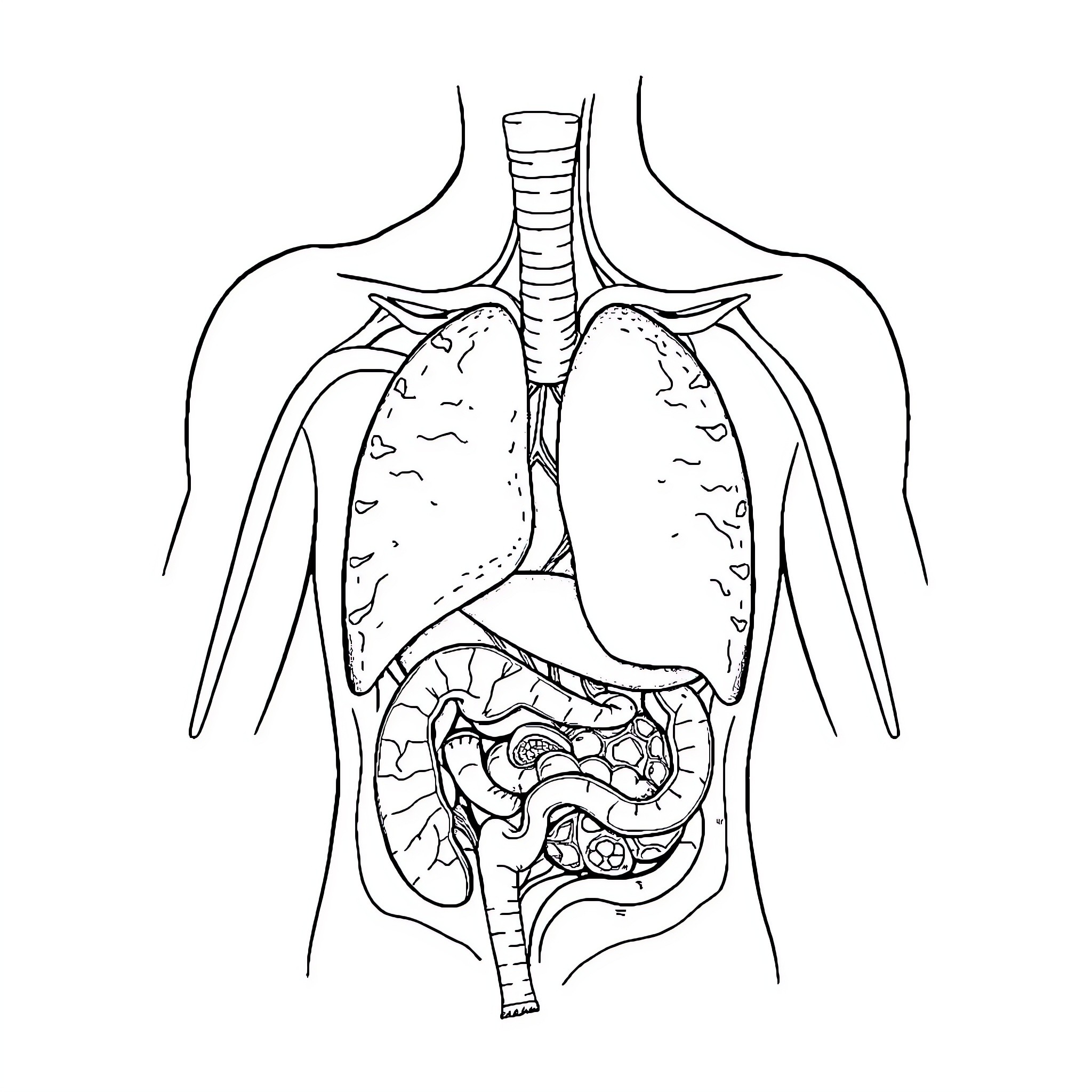 Best Body Cavity Coloring Pages (Free Printable PDF)
