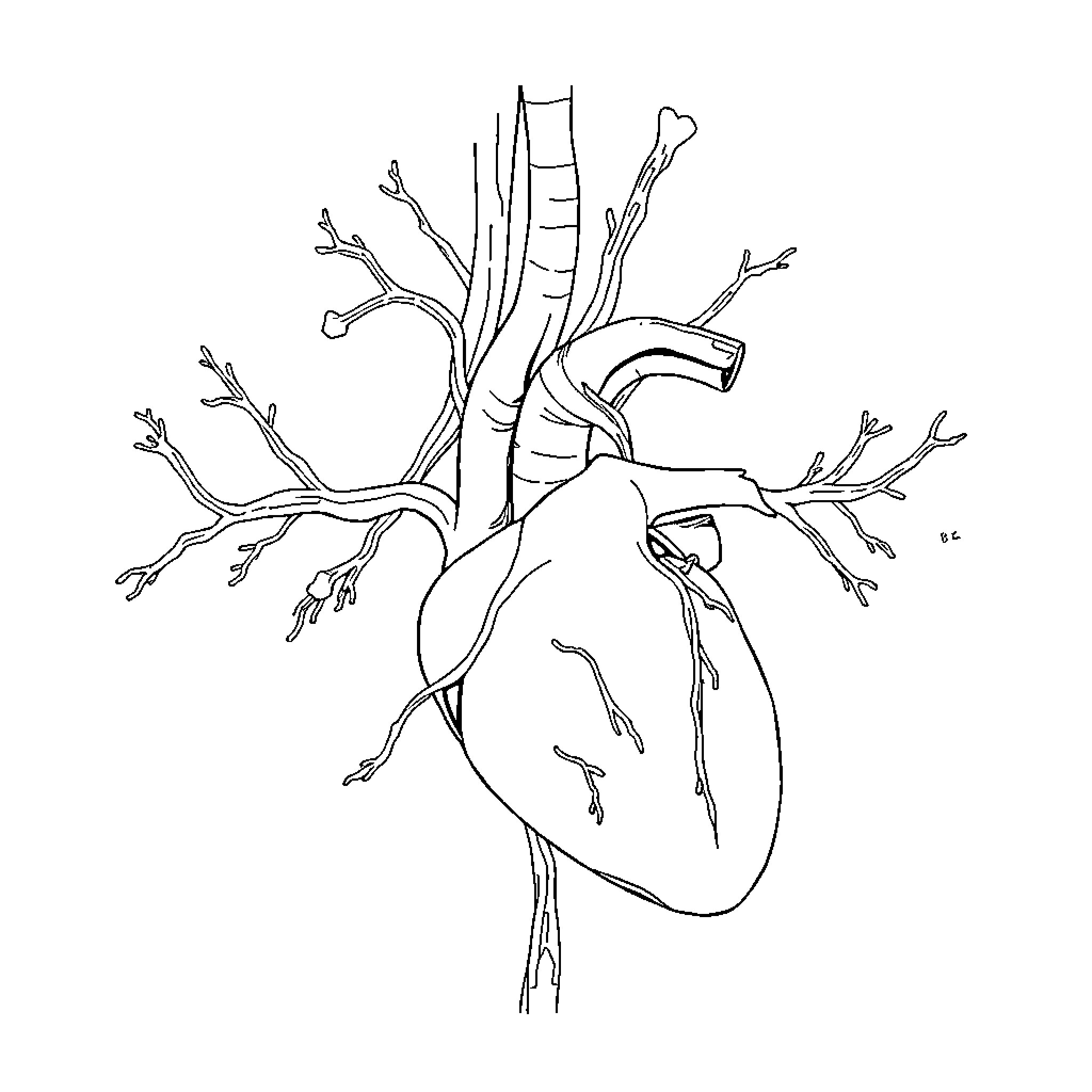 Best Artery Coloring Pages (Free Printable PDF)