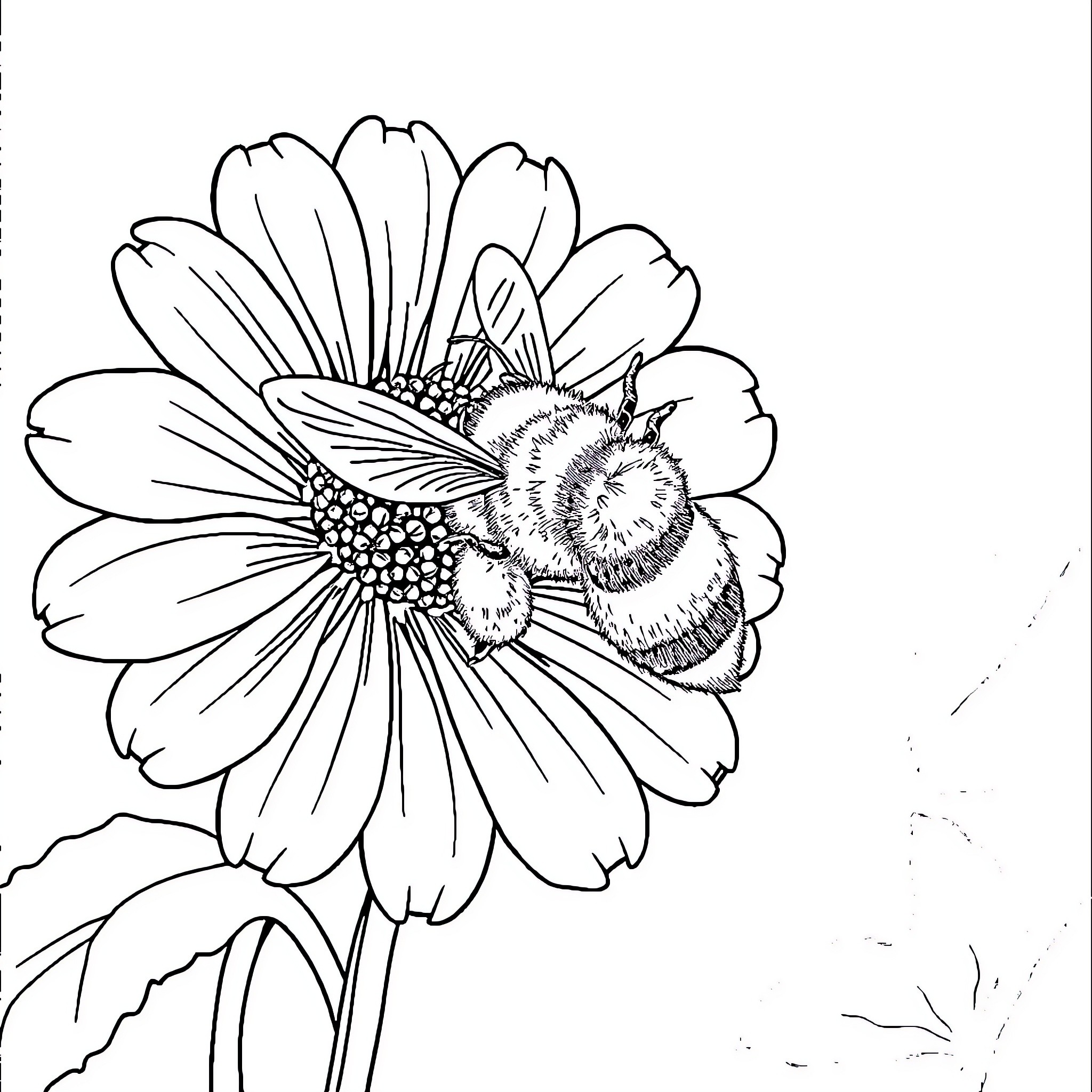 Best Bee Coloring Pages (Free Printable PDF)