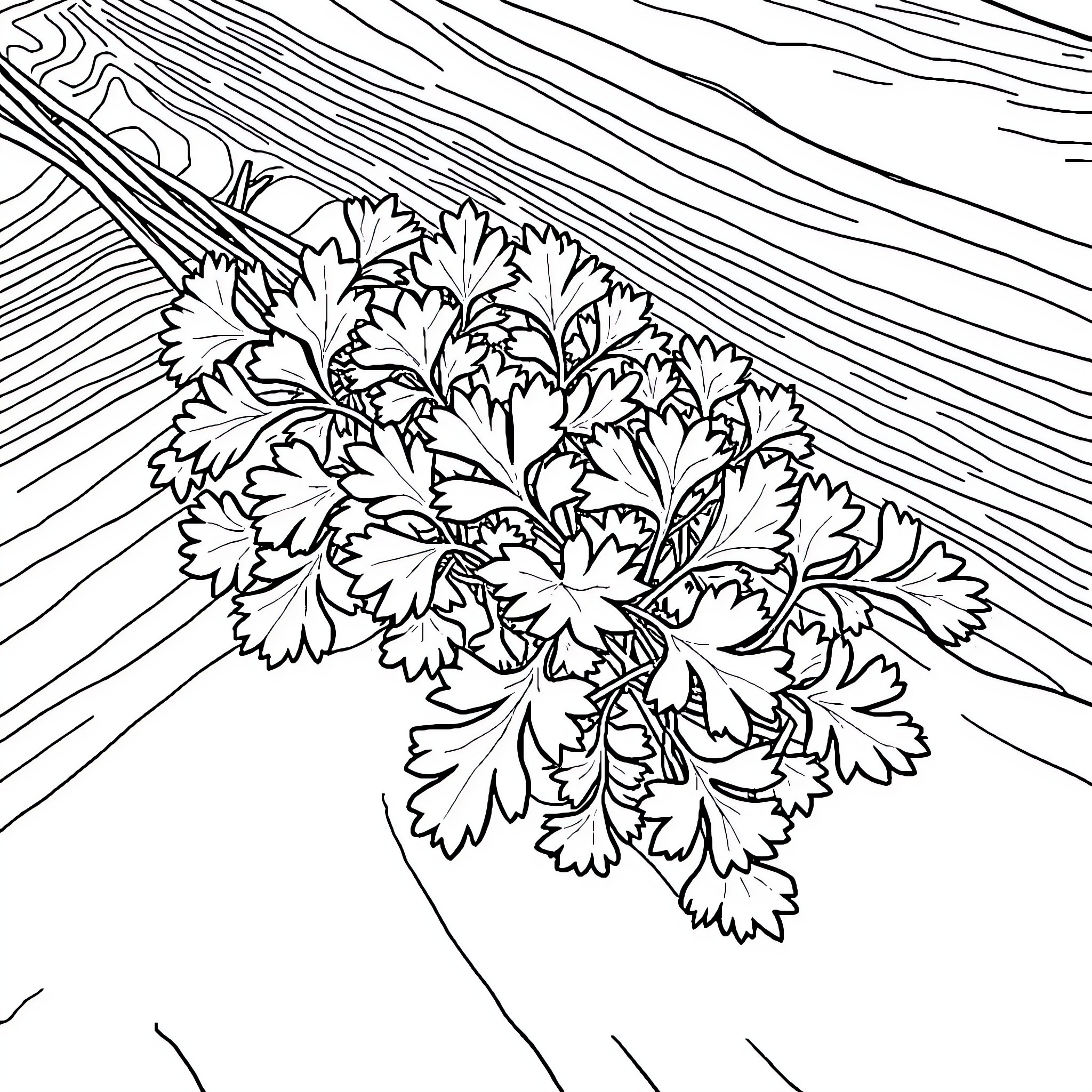 Best Coriander Coloring Pages (Free Printable PDF)
