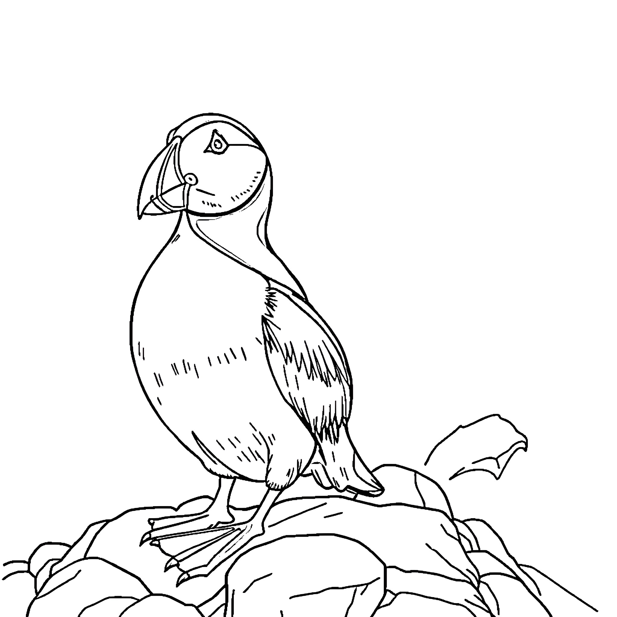 14 Best Puffin Coloring Pages (Free Printable PDFs)