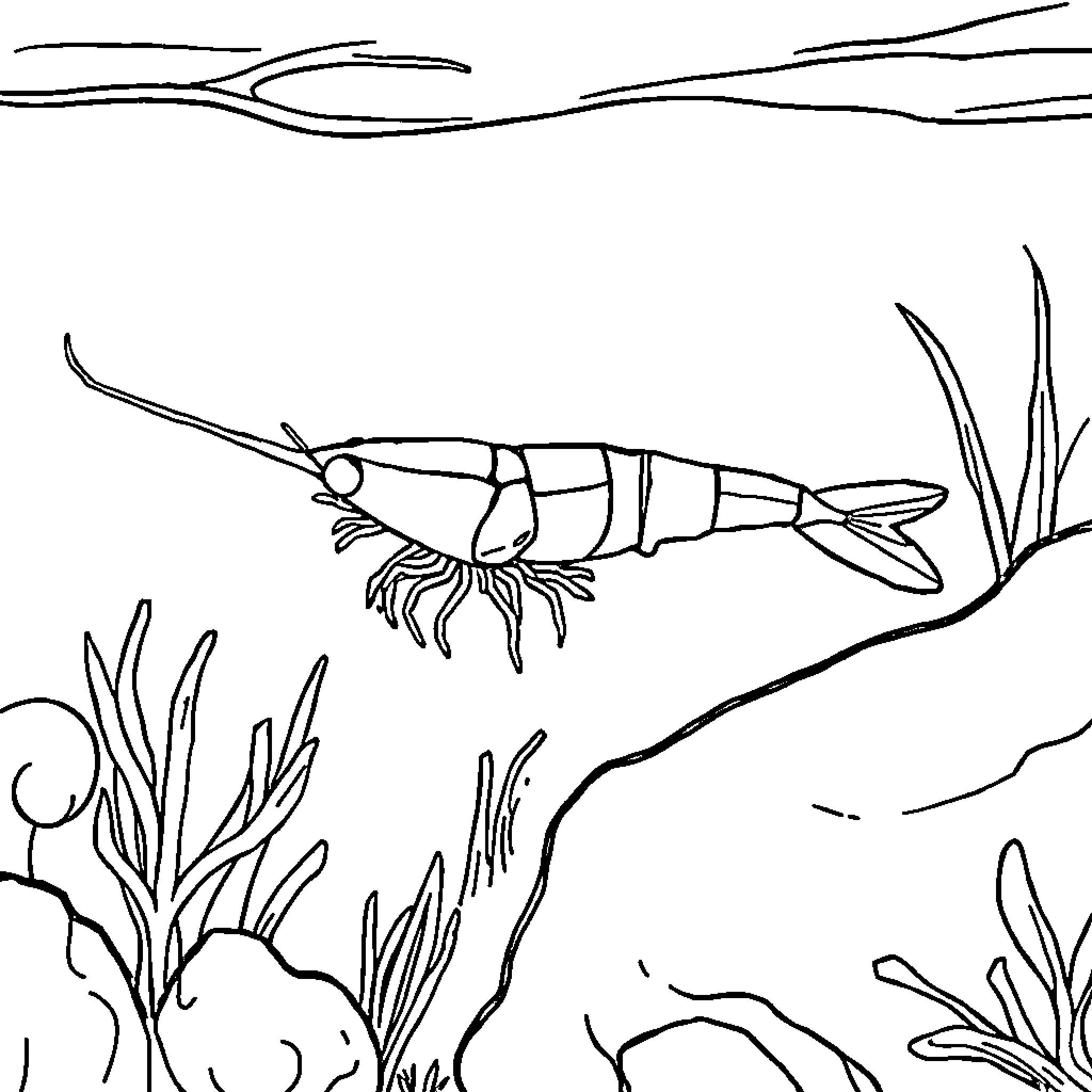 Best Mysis Shrimp Coloring Pages (Free Printable PDF)